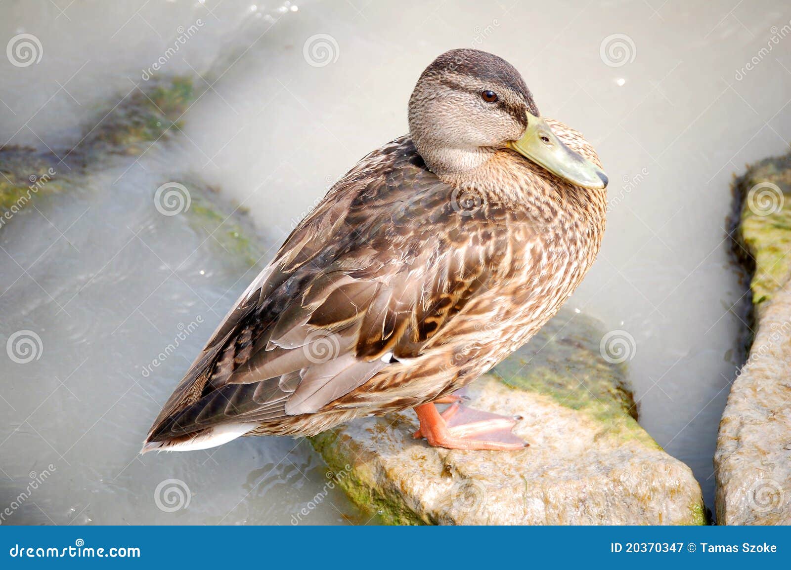 Mallard duck stock image. Image of swimming, brown, platyrhynchos ...