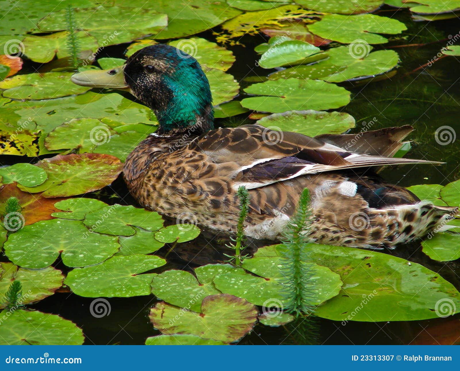 Mallard Duck stock image. Image of country, duck, blue - 23313307