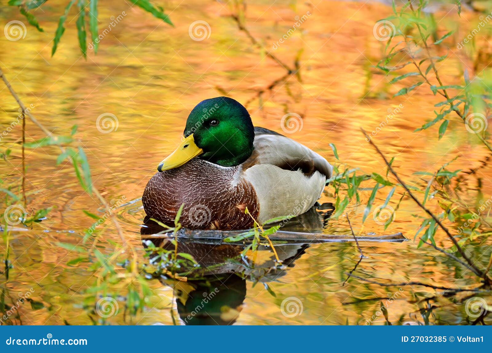 The mallard duck stock image. Image of beauty, fowl, colorful - 27032385