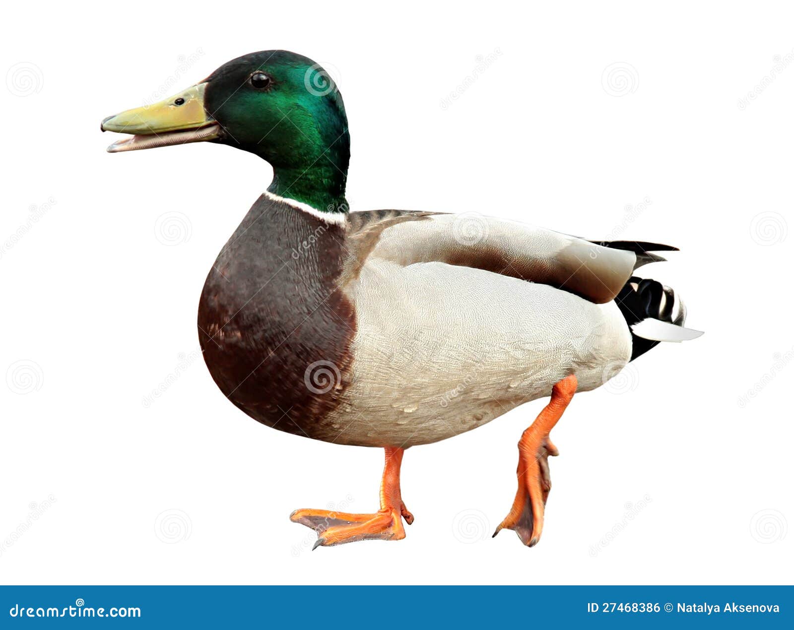 Mallard Duck stock photo. Image of multi, ornithology - 27468386