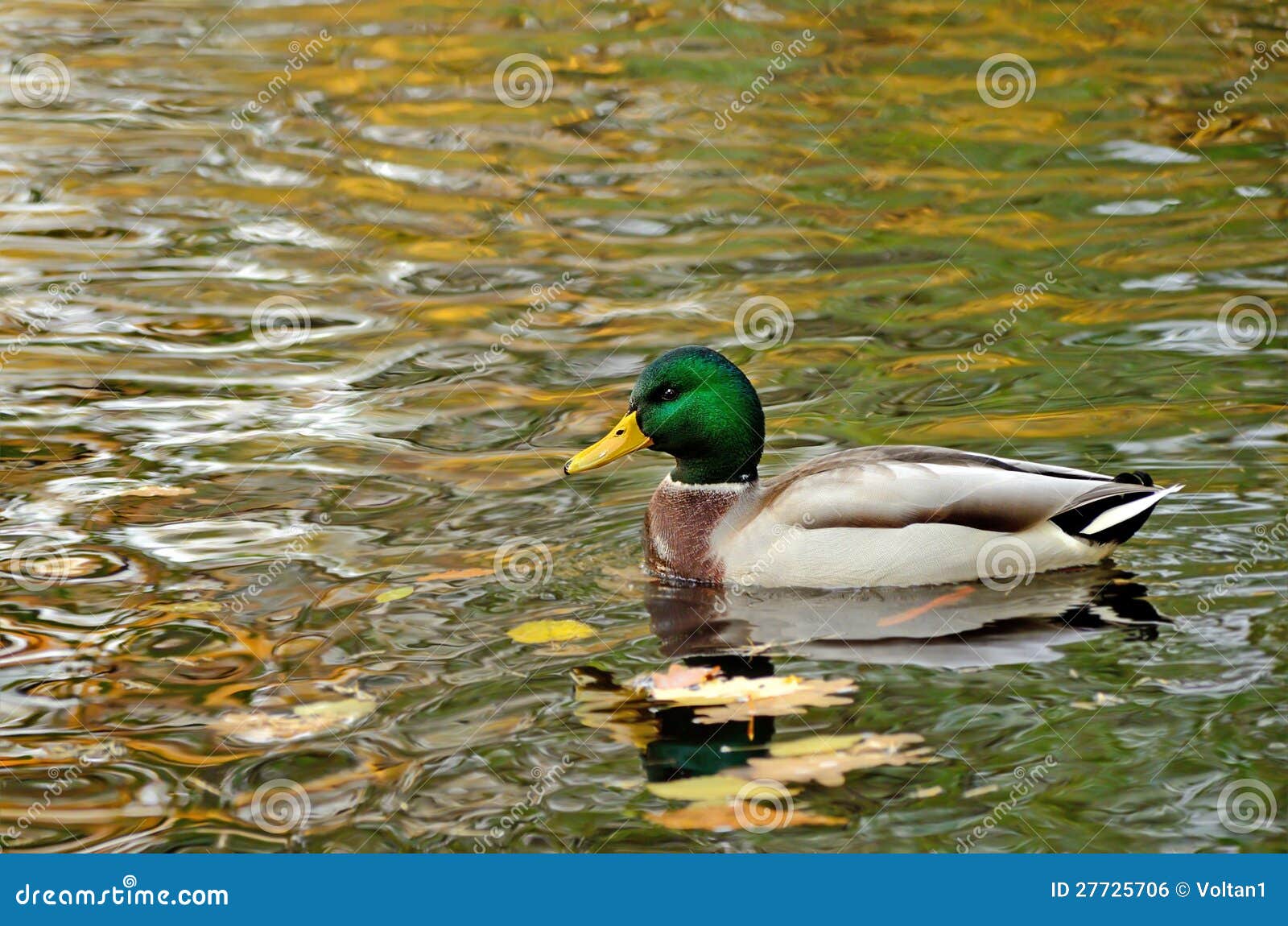 Mallard duck stock photo. Image of nature, outdoor, colorful - 27725706