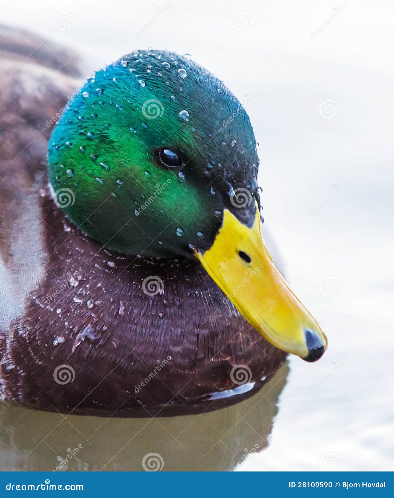 Mallard Duck Youtube Channel Art Banner Stock Photography ...