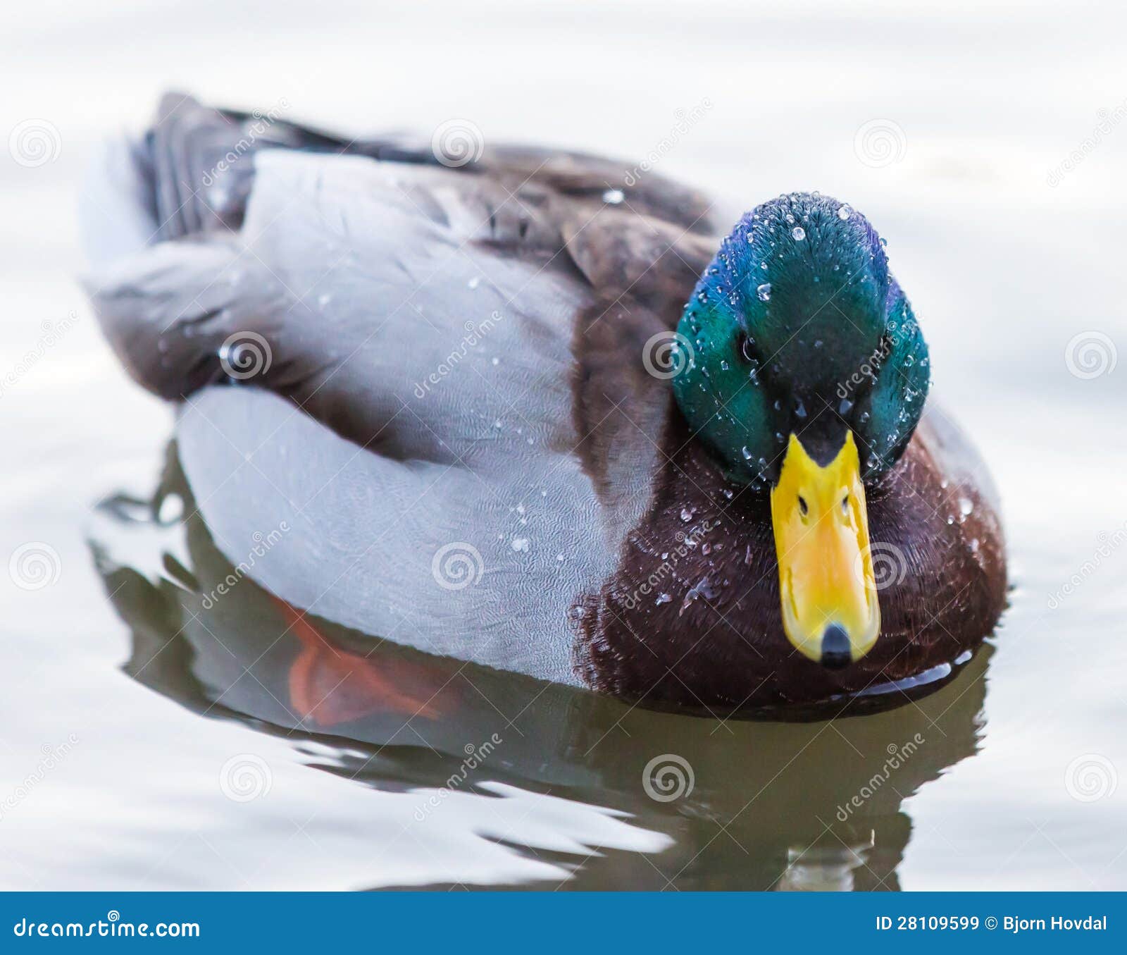Mallard Duck Couple On Richelieu River Royalty-Free Stock Image ...