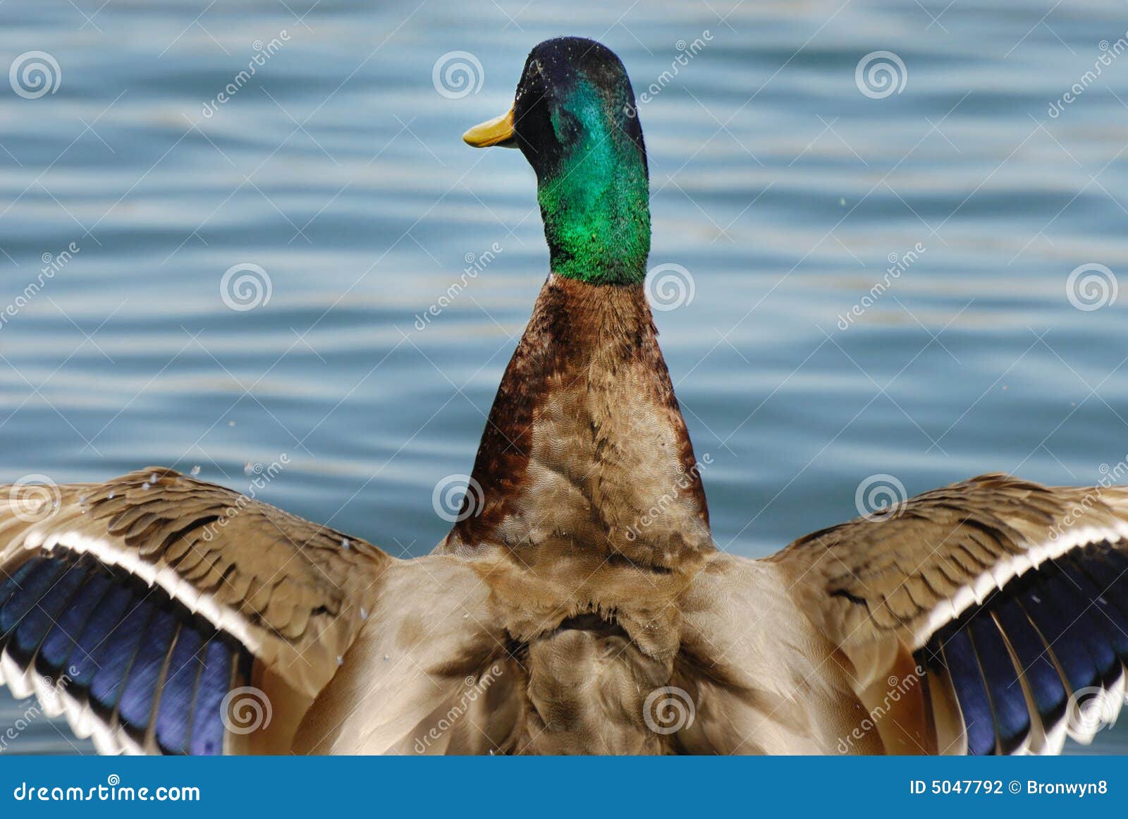 Mallard duck stock photo. Image of close, lake, water - 5047792