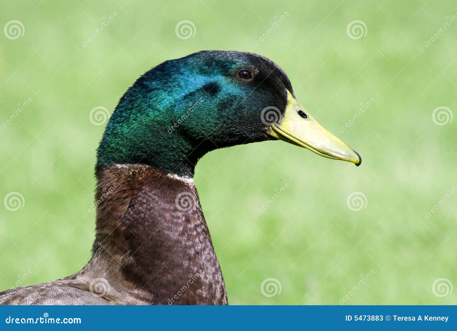 Mallard duck stock image. Image of nature, view, grass - 5473883