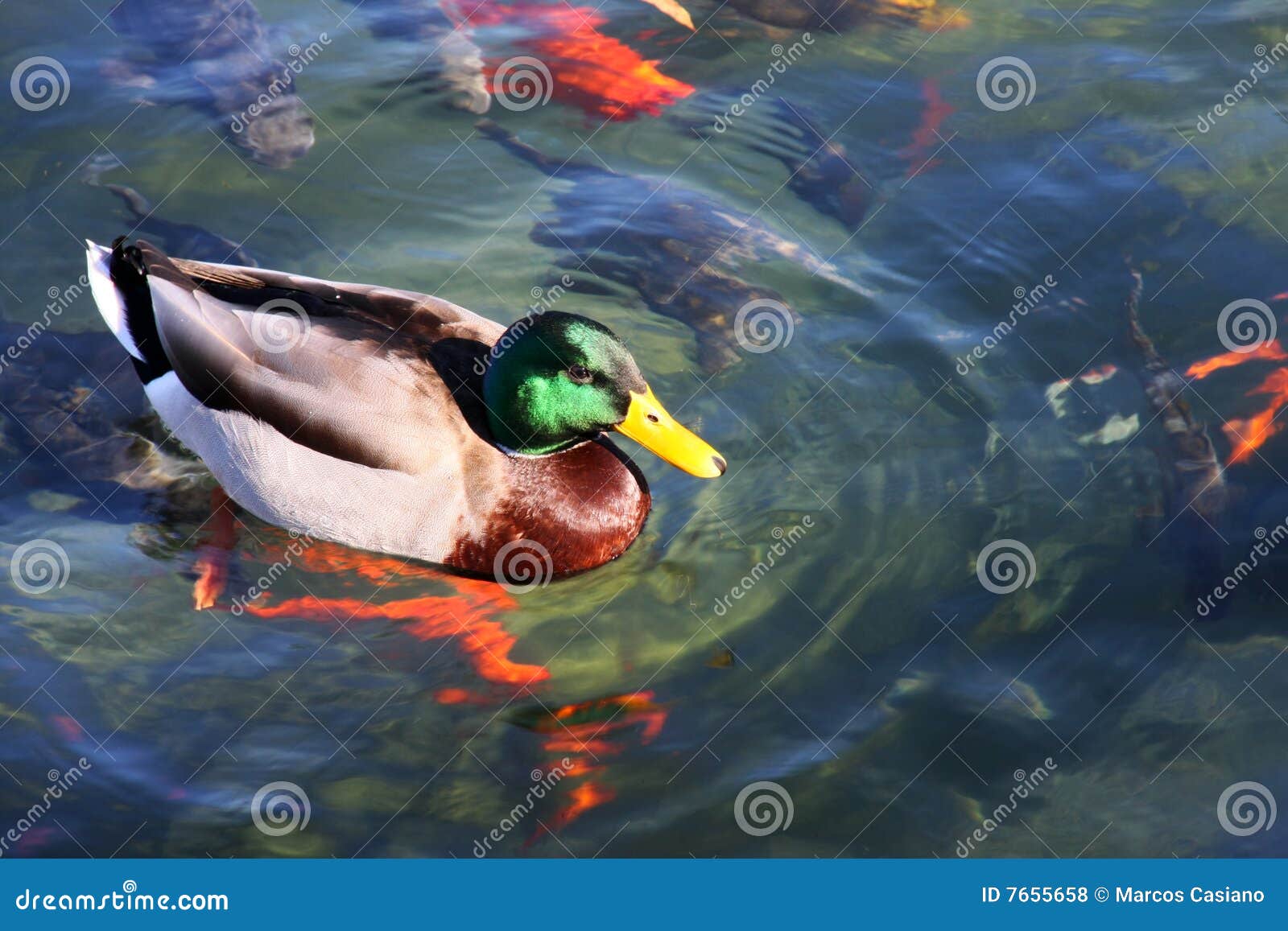 Mallard Duck stock photo. Image of gold, duck, bill, webb - 7655658