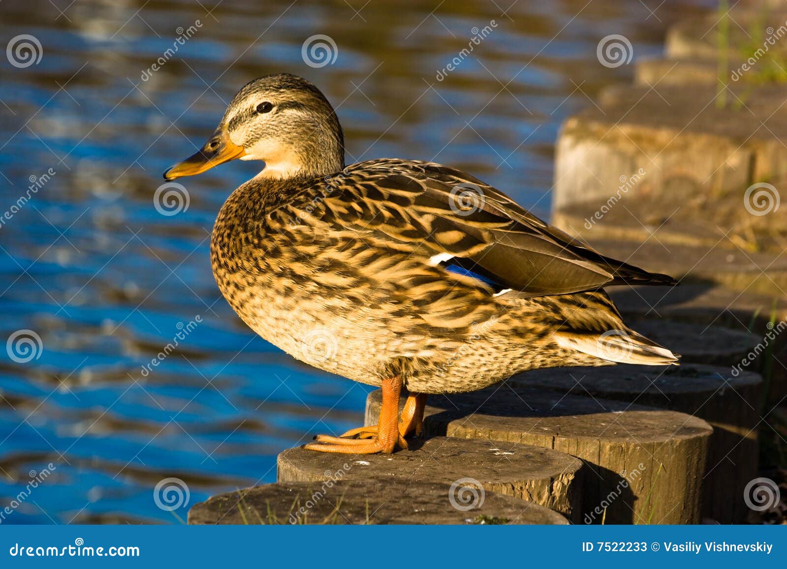 Mallard Duck (Anas Platyrhynchus) Stock Image - Image of platyrhynchos ...