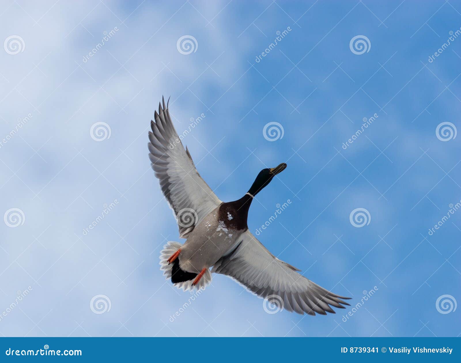 2,877 Sky Drake Stock Photos - Free & Royalty-Free Stock Photos from ...