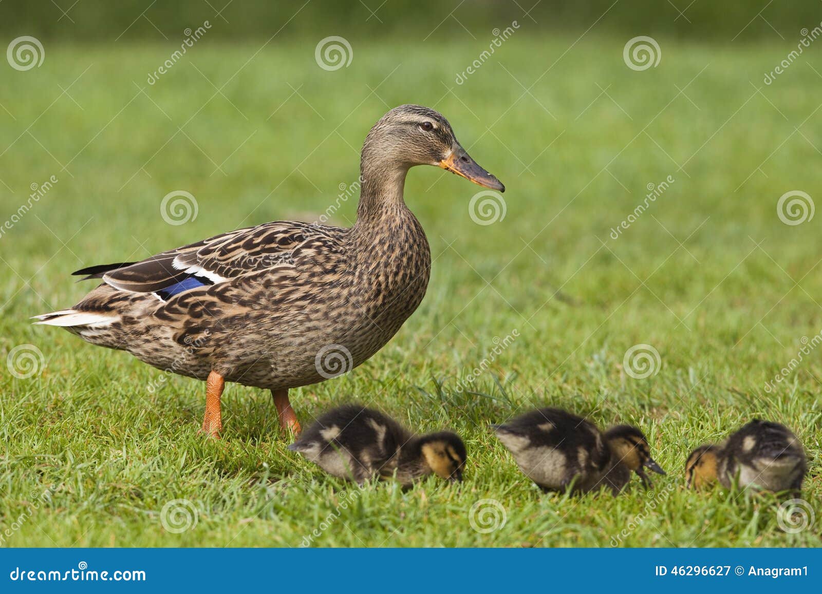 Mallard duck with chicks stock image. Image of northern - 46296627