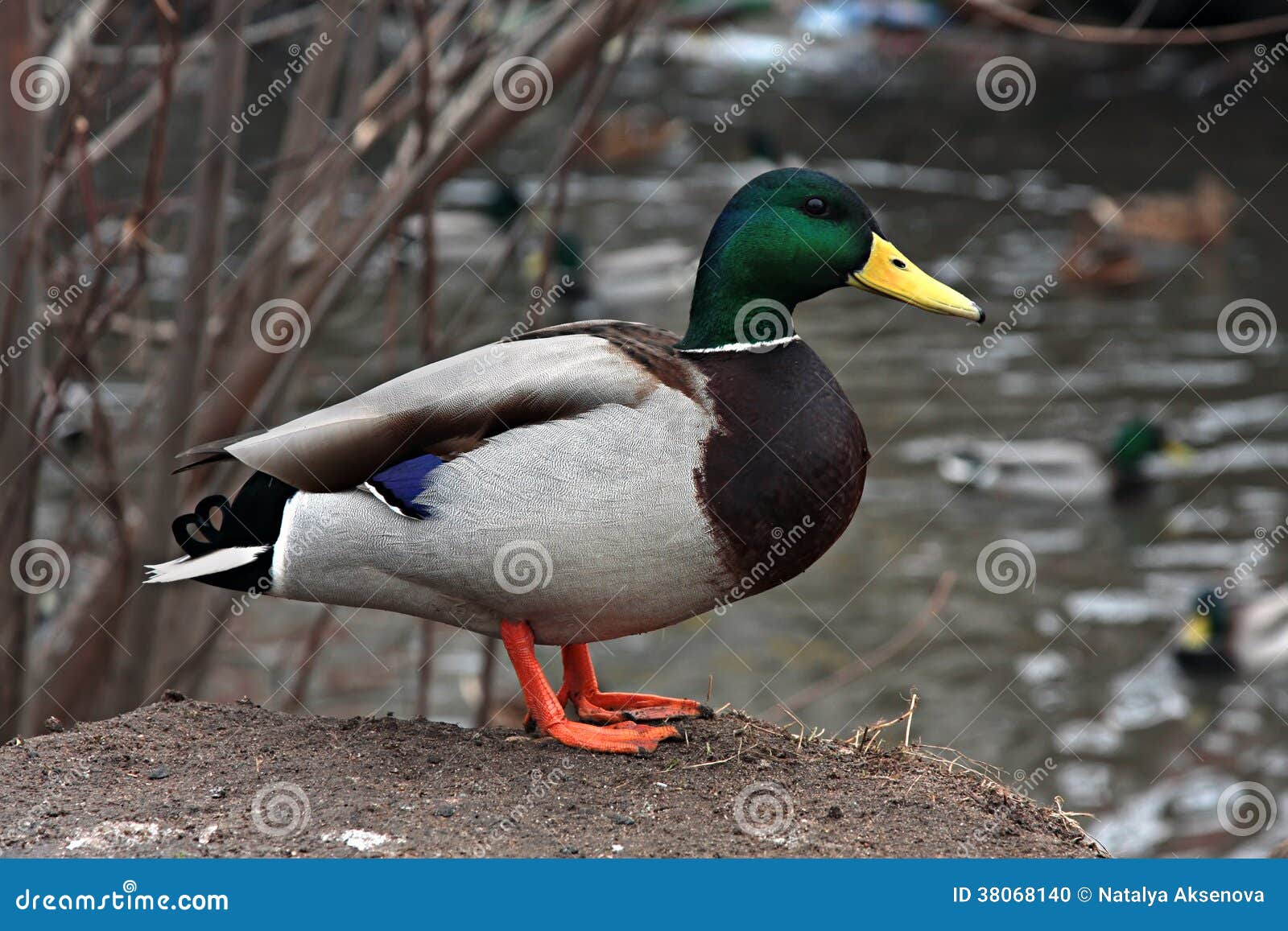 Mallard Duck. Closeup of a Drake, Standing in the Stock Photo - Image ...
