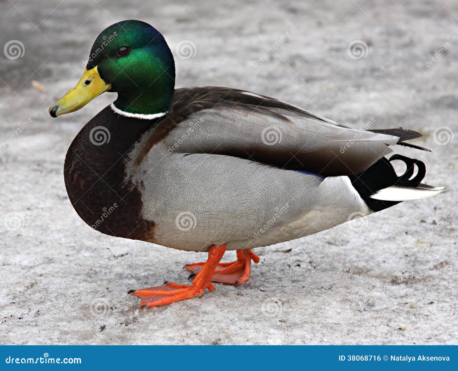 Drake Mallard