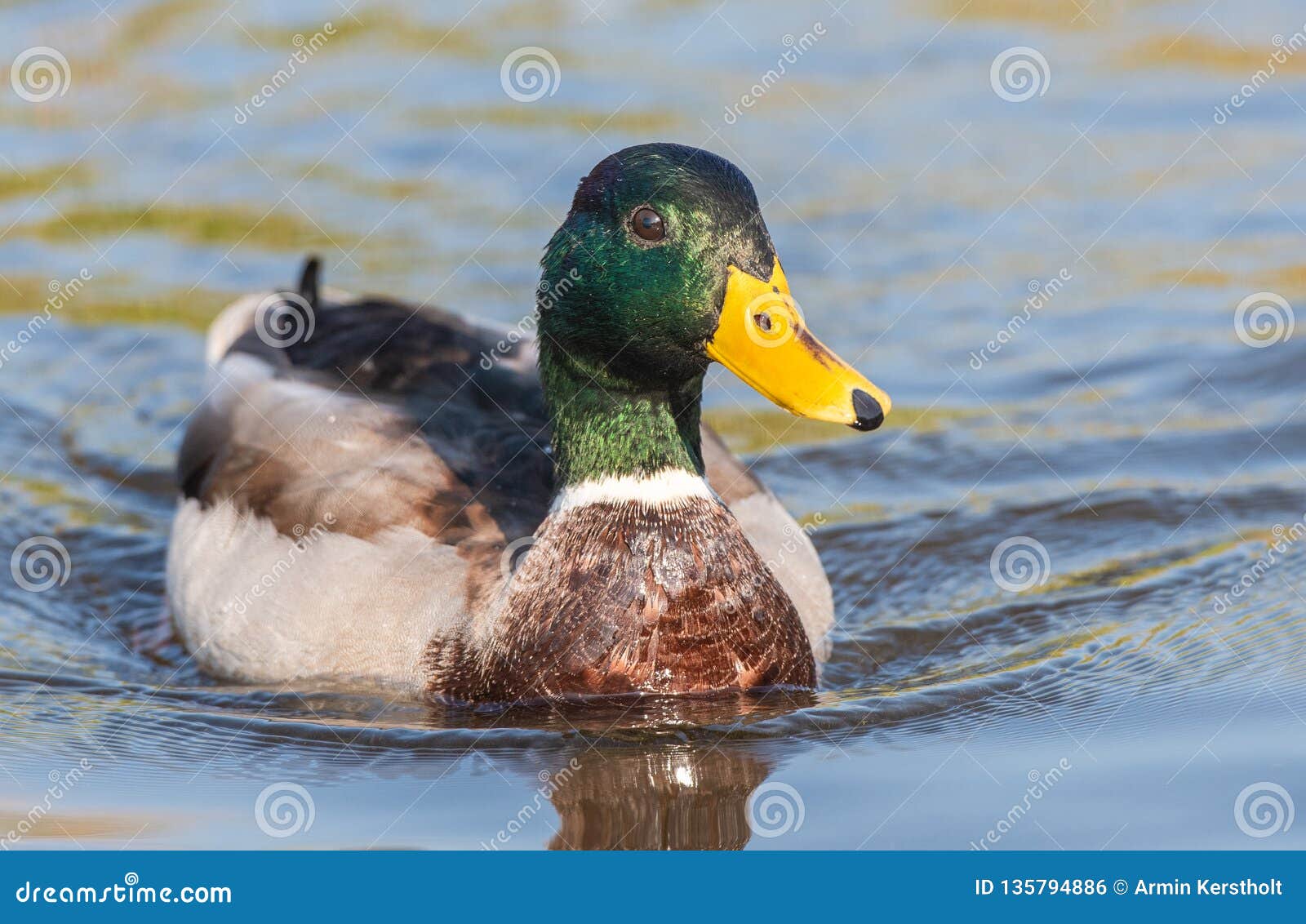This Mallard Duck is Coming Closer Stock Photo - Image of duck, great ...
