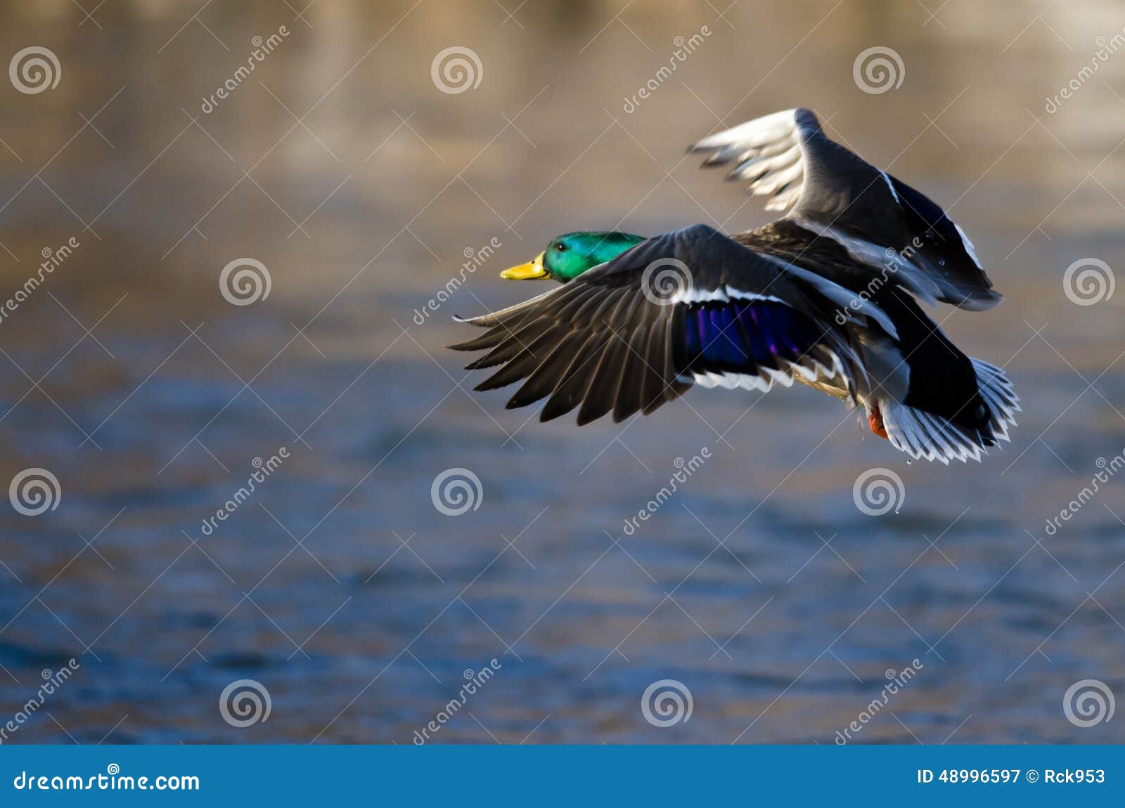 Mallard Duck Coming in for a Landing Stock Image - Image of america ...