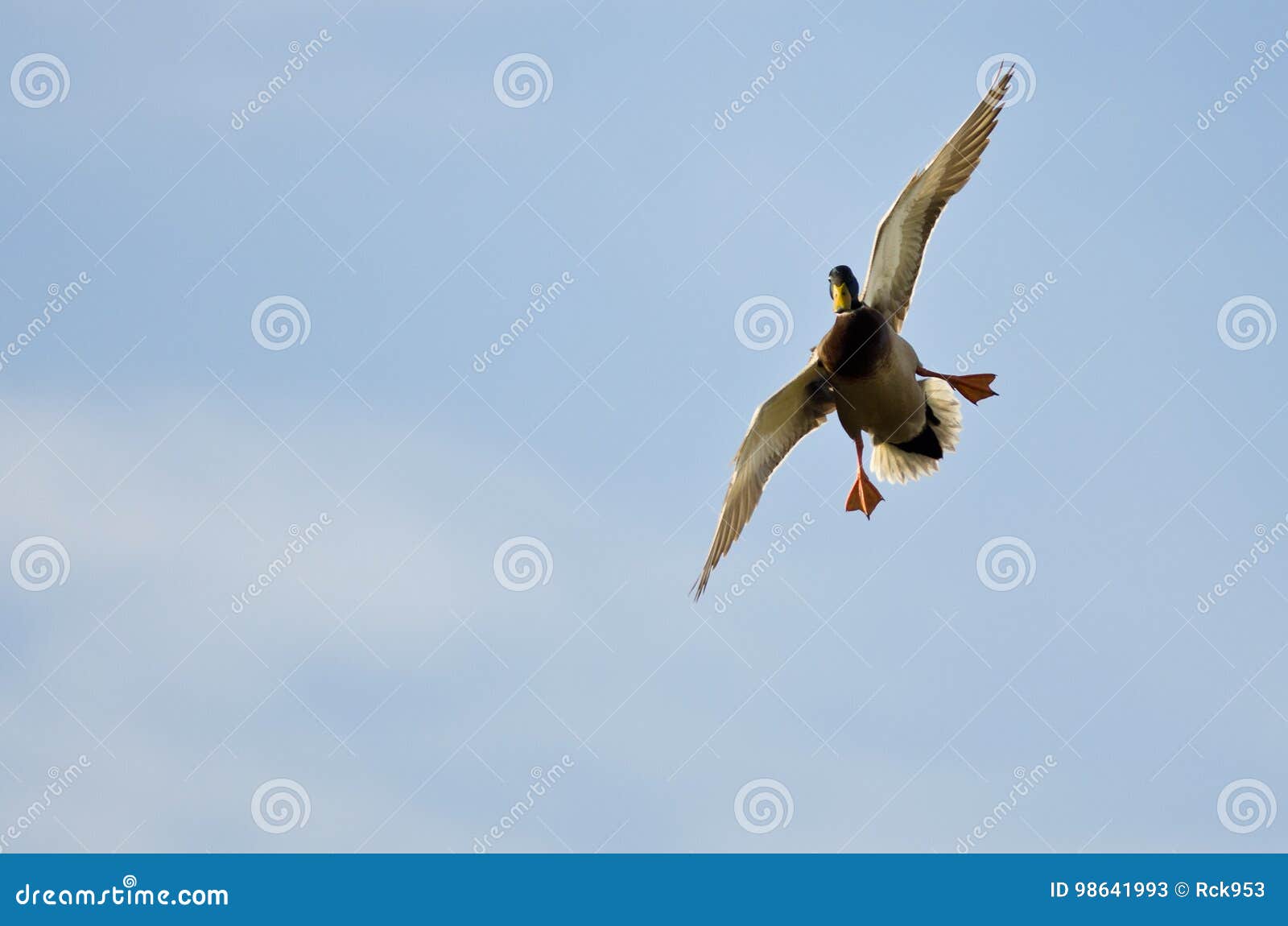 Mallard Duck Coming in for a Landing Stock Image - Image of flying ...