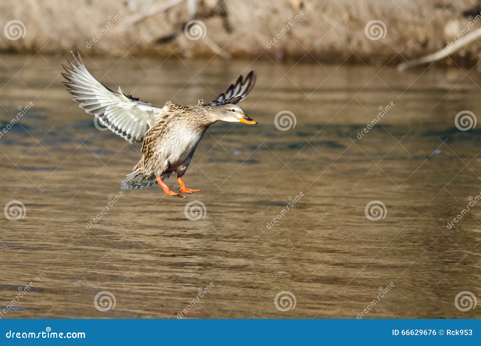 Mallard Duck Coming in for a Landing on the River Stock Photo - Image ...