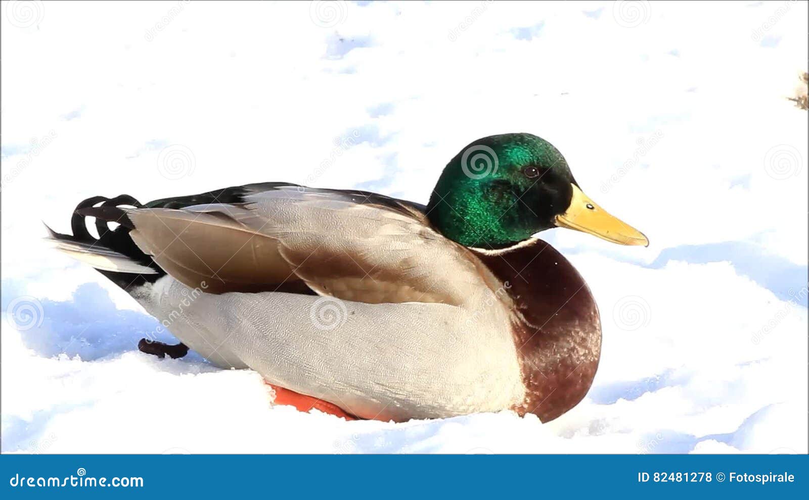 Mallard Duck Defecating in Snow Stock Footage - Video of pets, blue ...