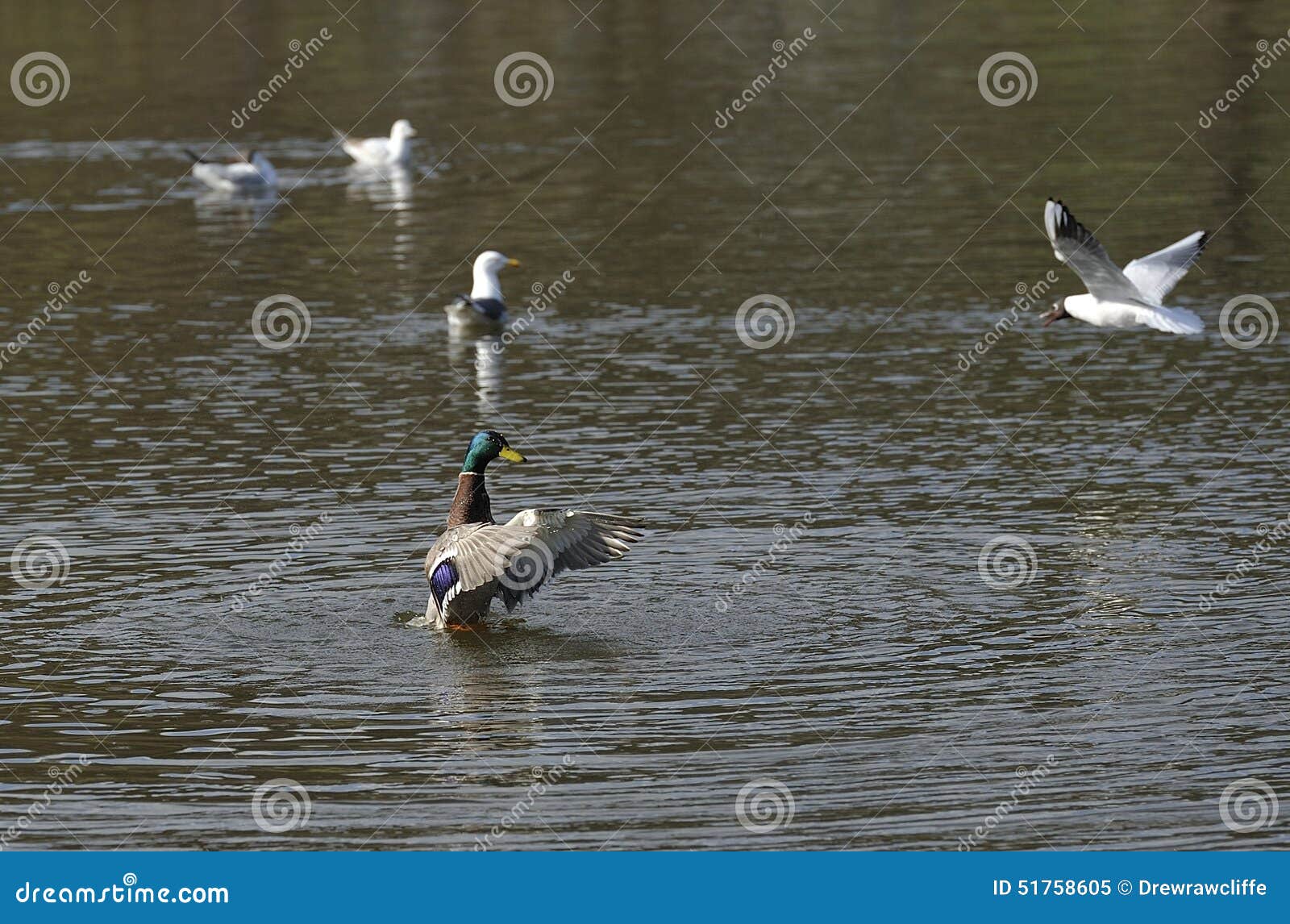 Mallard Duck Display stock image. Image of black, gull - 51758605