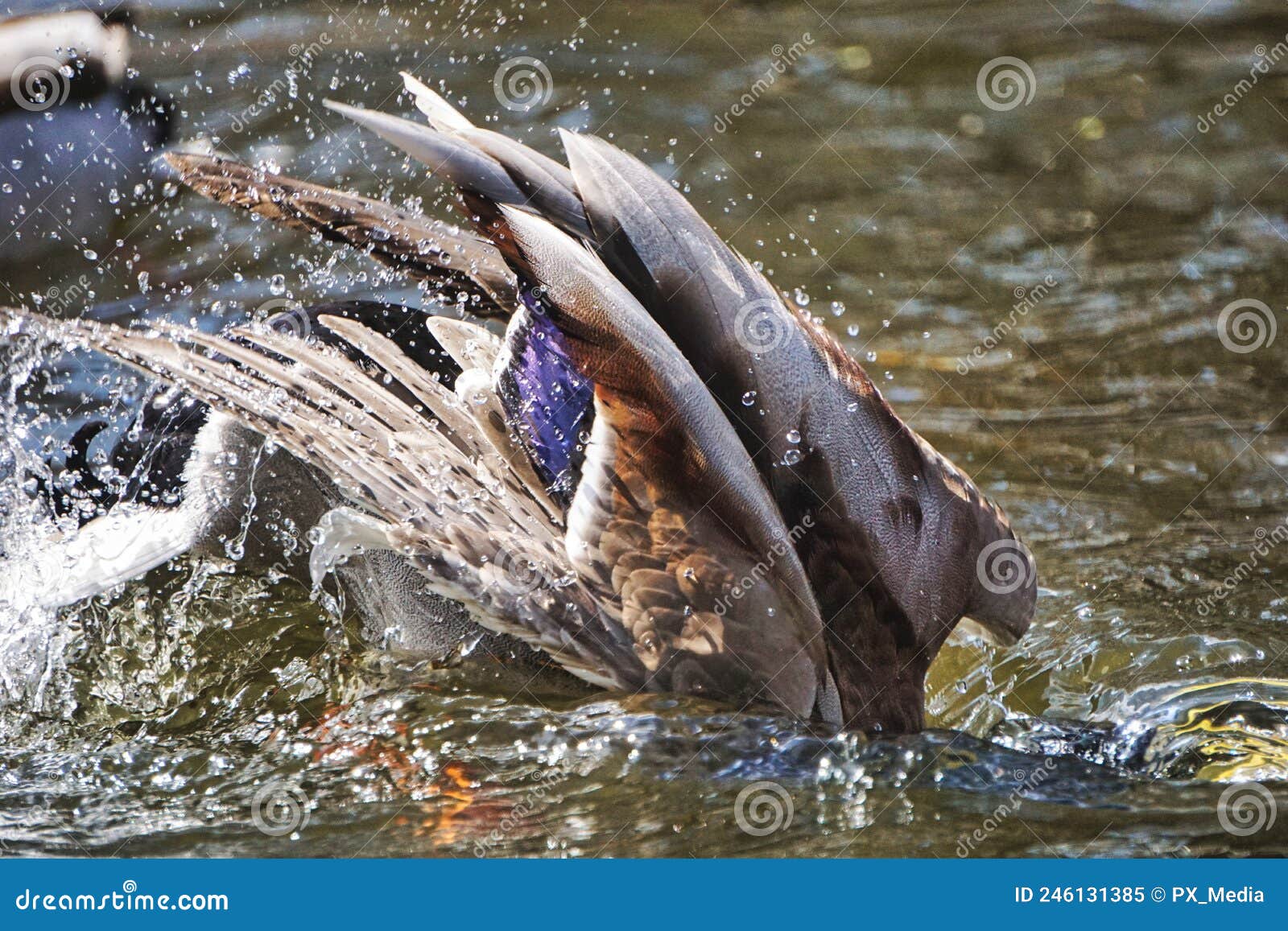 Duck Diving in Pond, Splashed Water Stock Image - Image of animal, pond ...