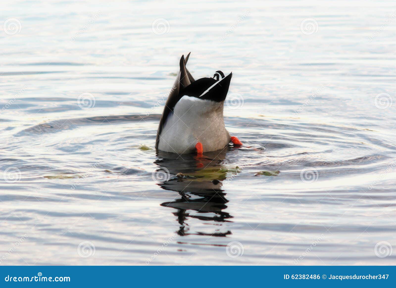 Mallard Duck Diving in a Pound Stock Photo - Image of lake, bottom ...