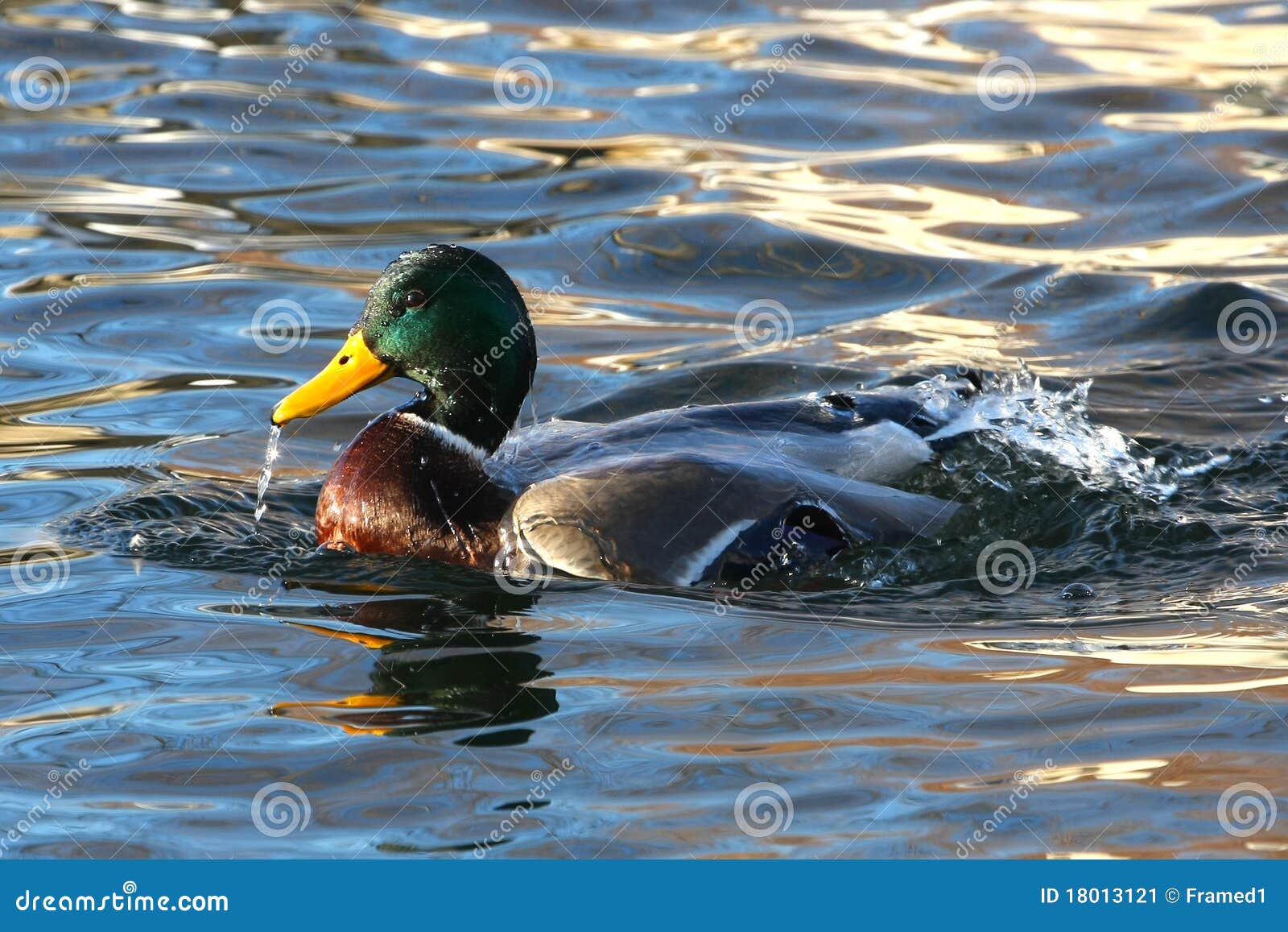 Mallard Duck Drake stock image. Image of feather, female - 18013121