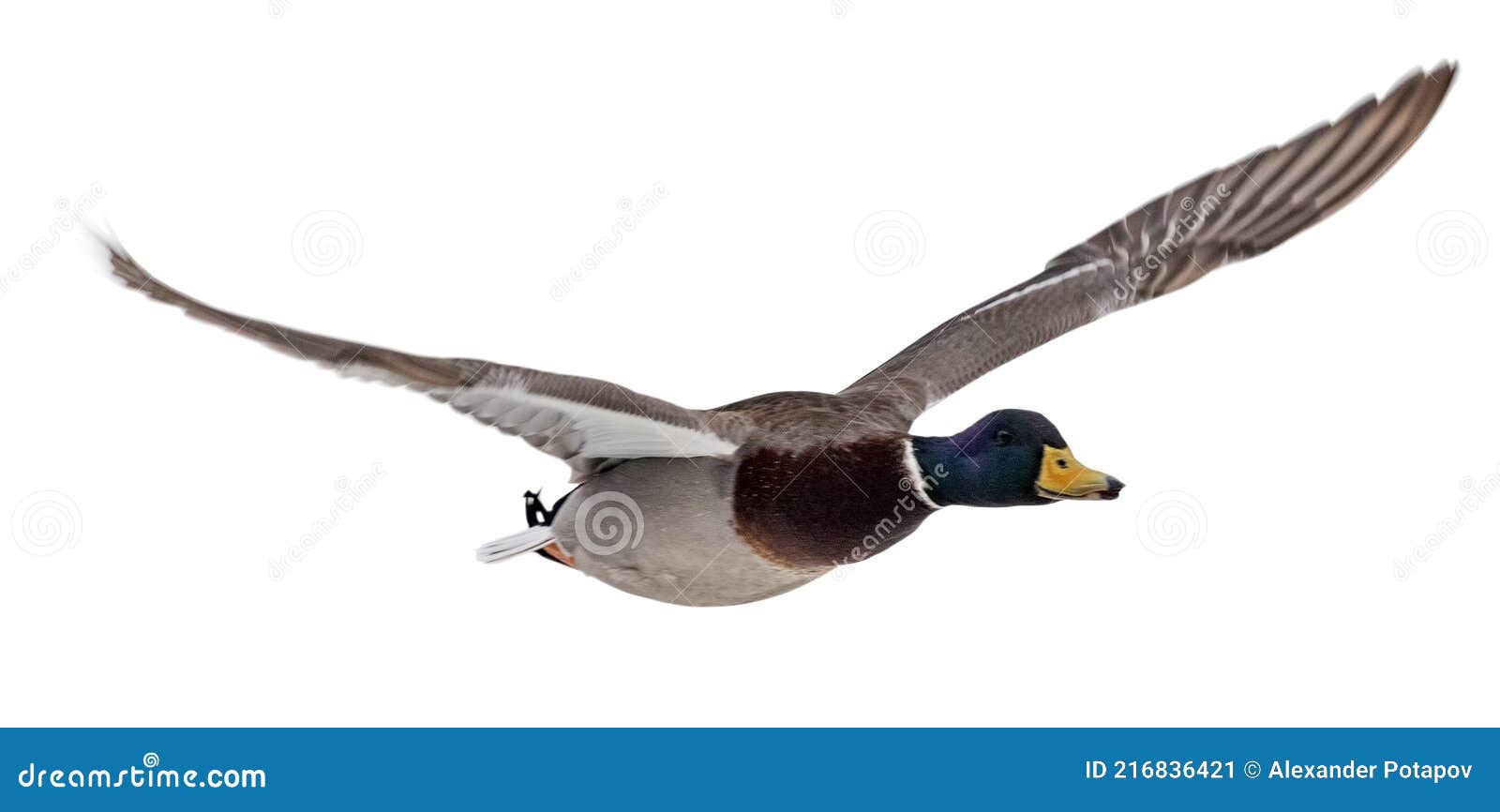 Mallard Duck Drake with Blue Head on White in Flight Stock Image ...