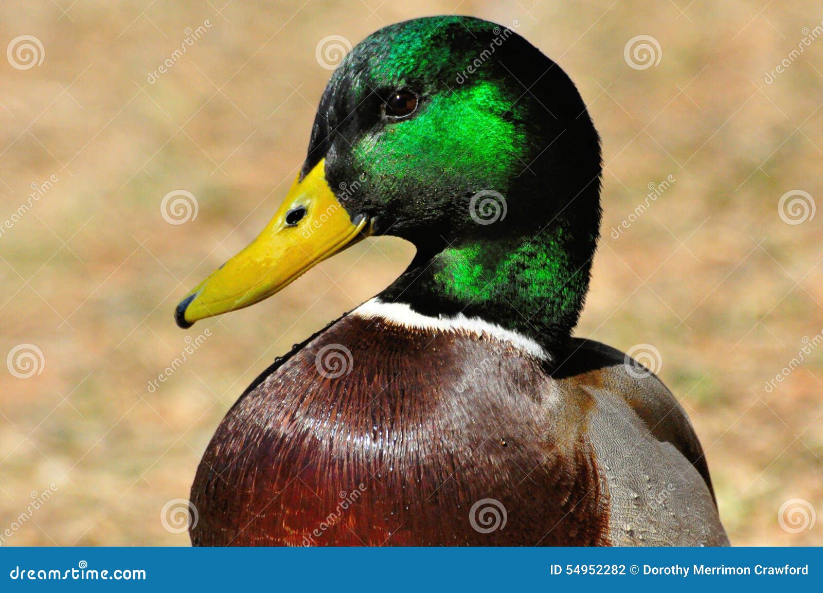 Mallard Duck Drake stock photo. Image of wildlife, wild - 54952282