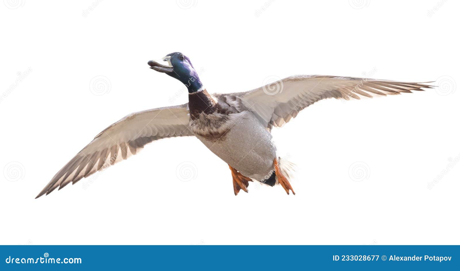 Mallard Duck Drake in Flight Isolated on White Stock Image - Image of ...