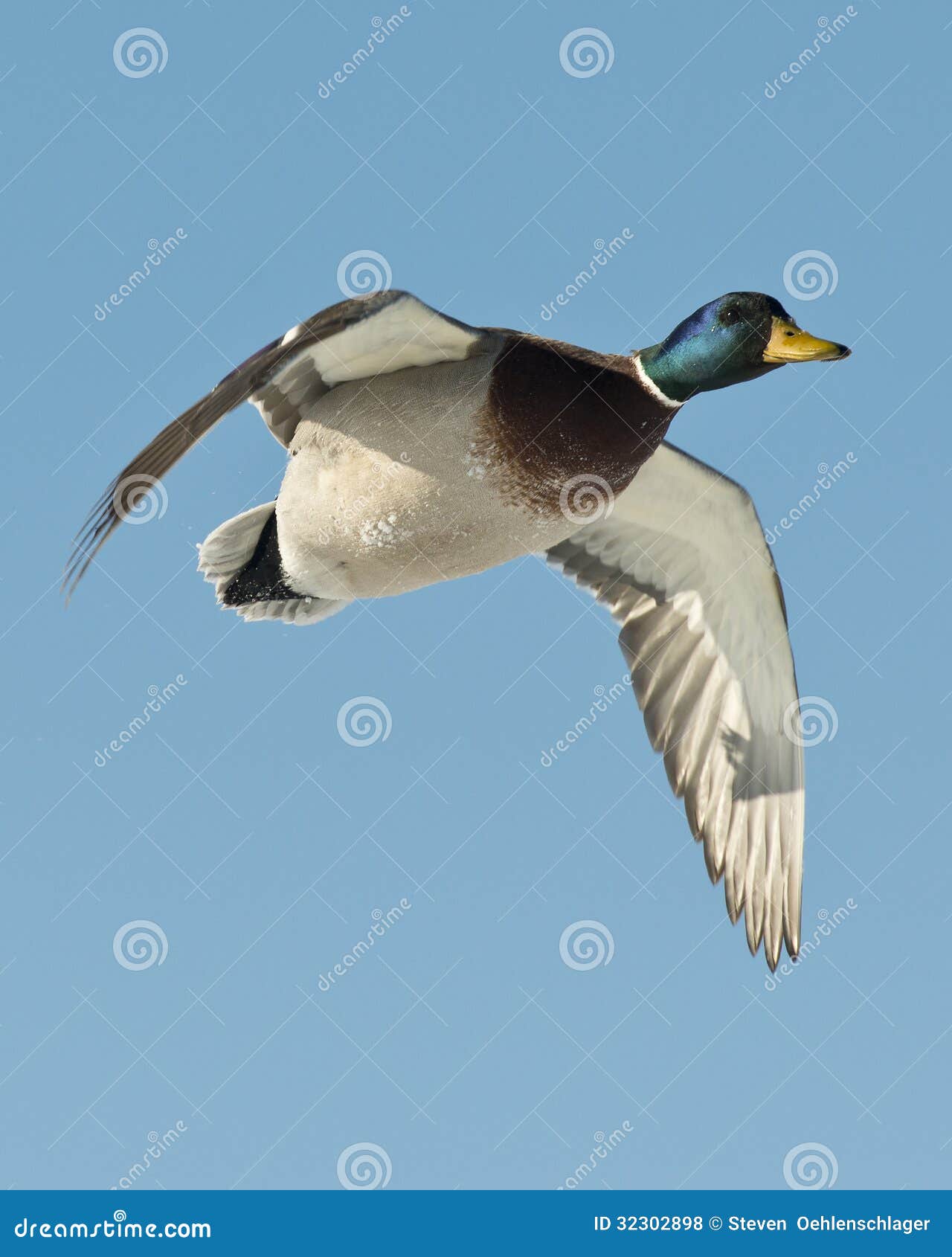 Mallard Duck stock photo. Image of flying, bird, drake - 32302898