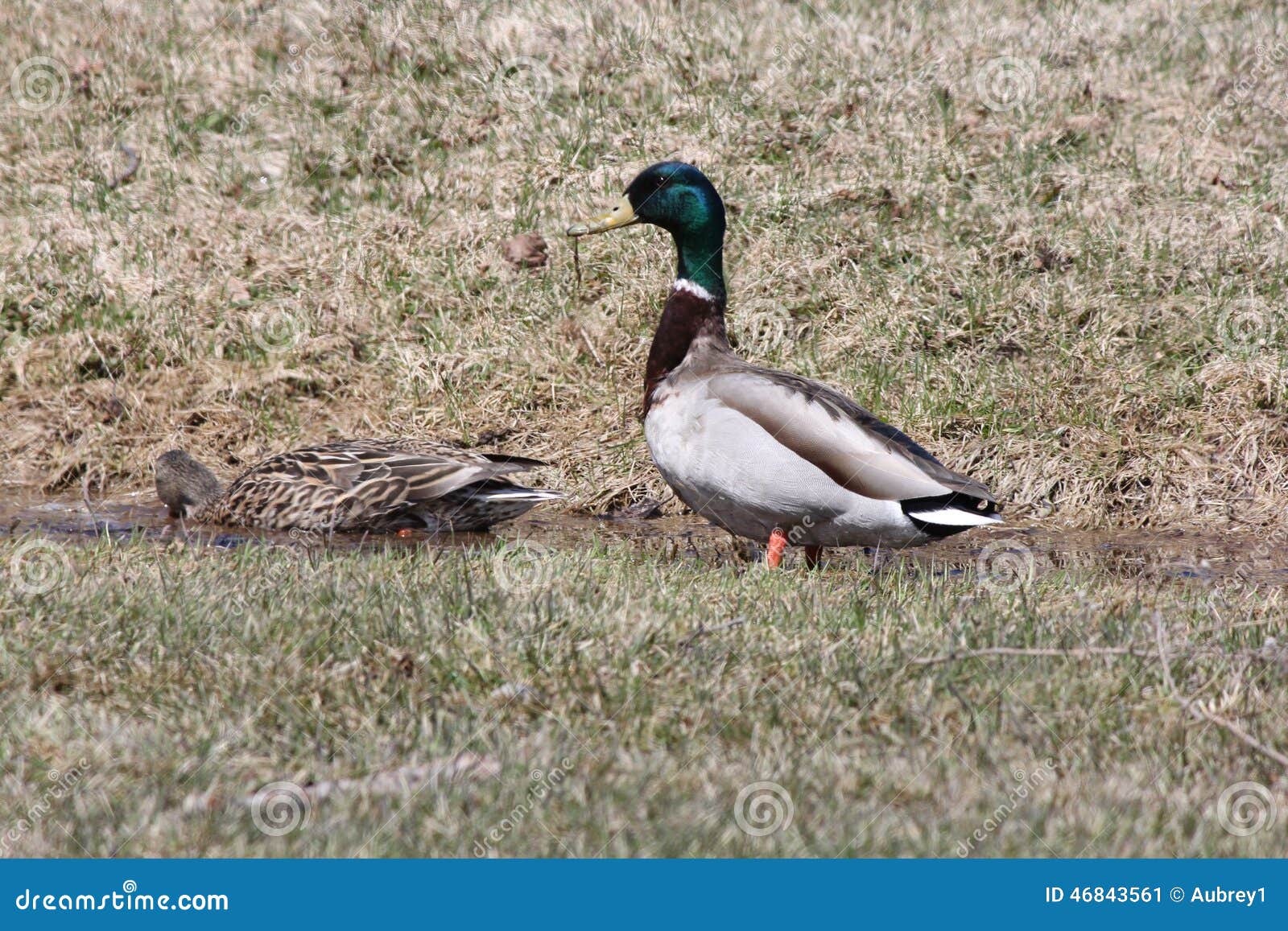 Mallard Duck (Drake & Hen) Stock Image - Image of grass, ducks: 46843561