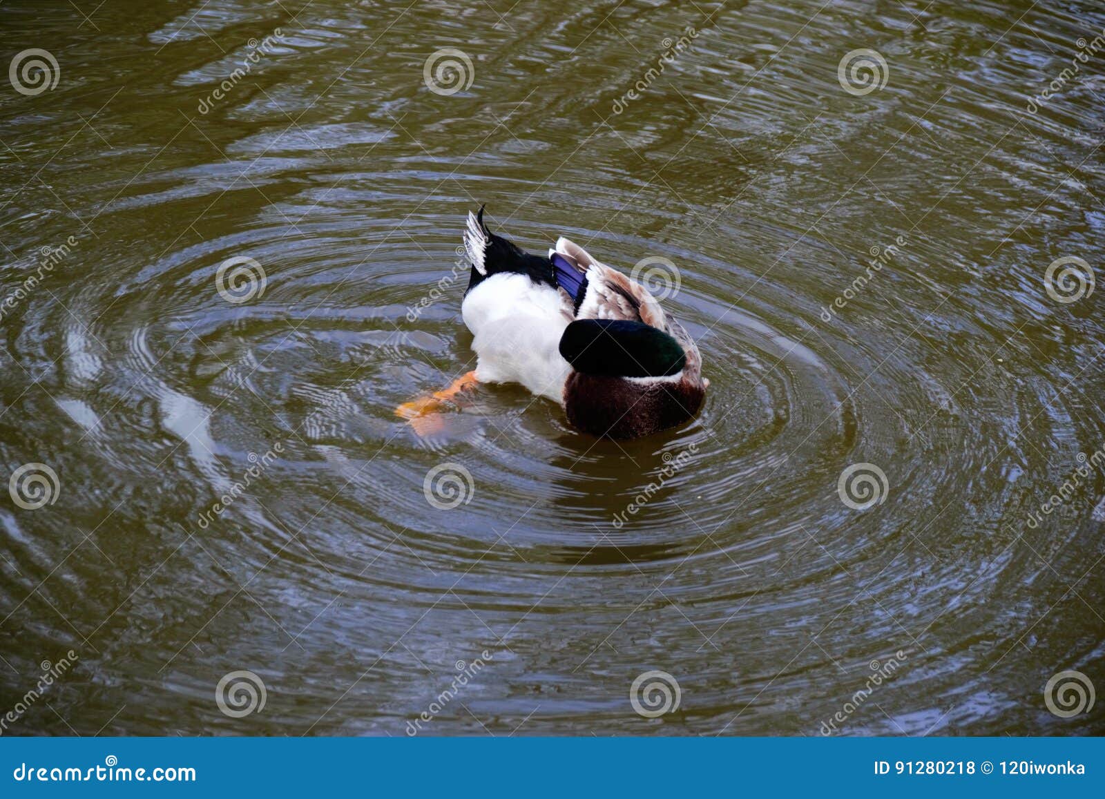 Mallard Duck Drake stock photo. Image of wildlife, waterfowl - 91280218