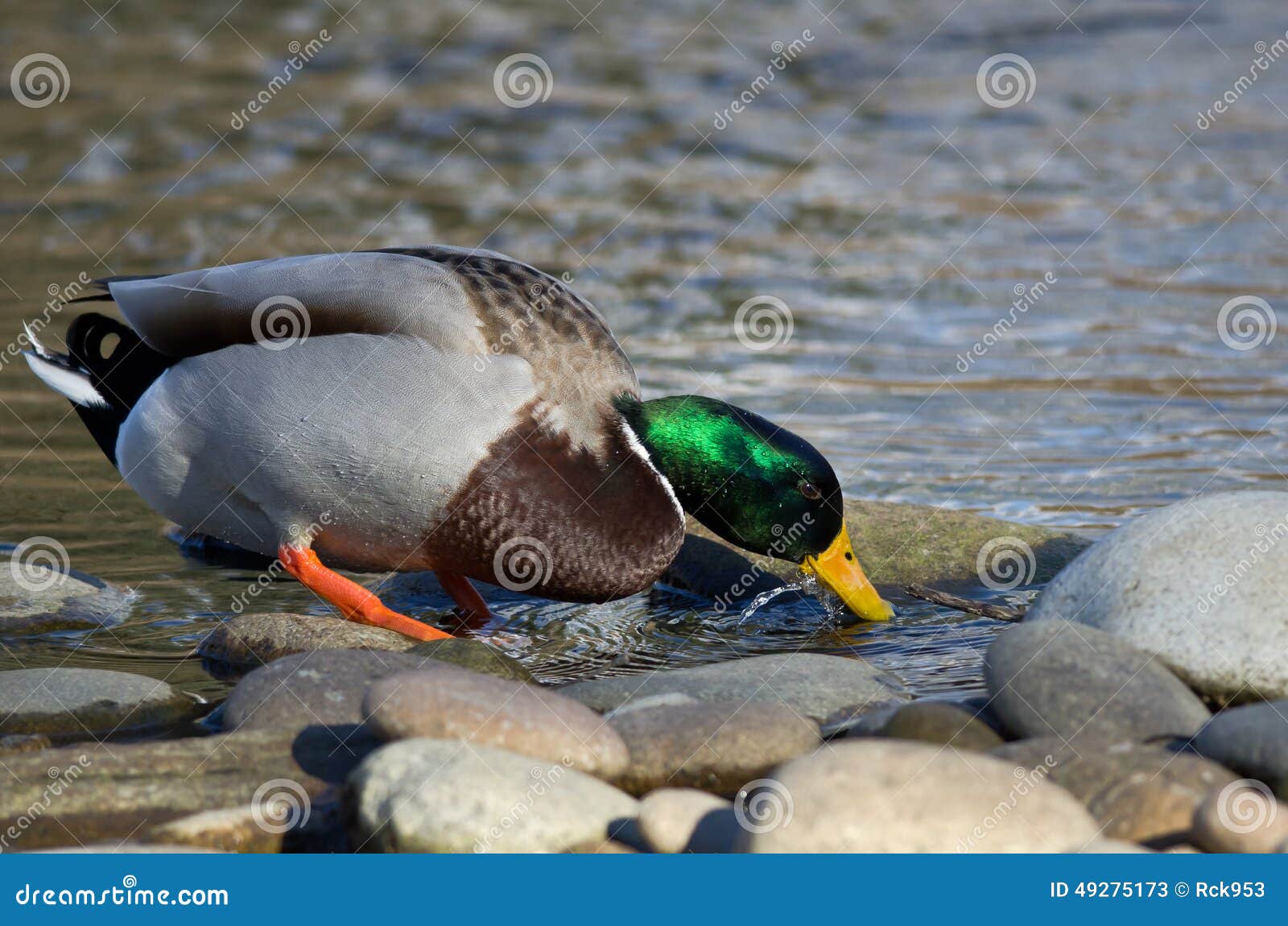 Mallard Duck Drinking at the Side of a River Stock Image - Image of ...