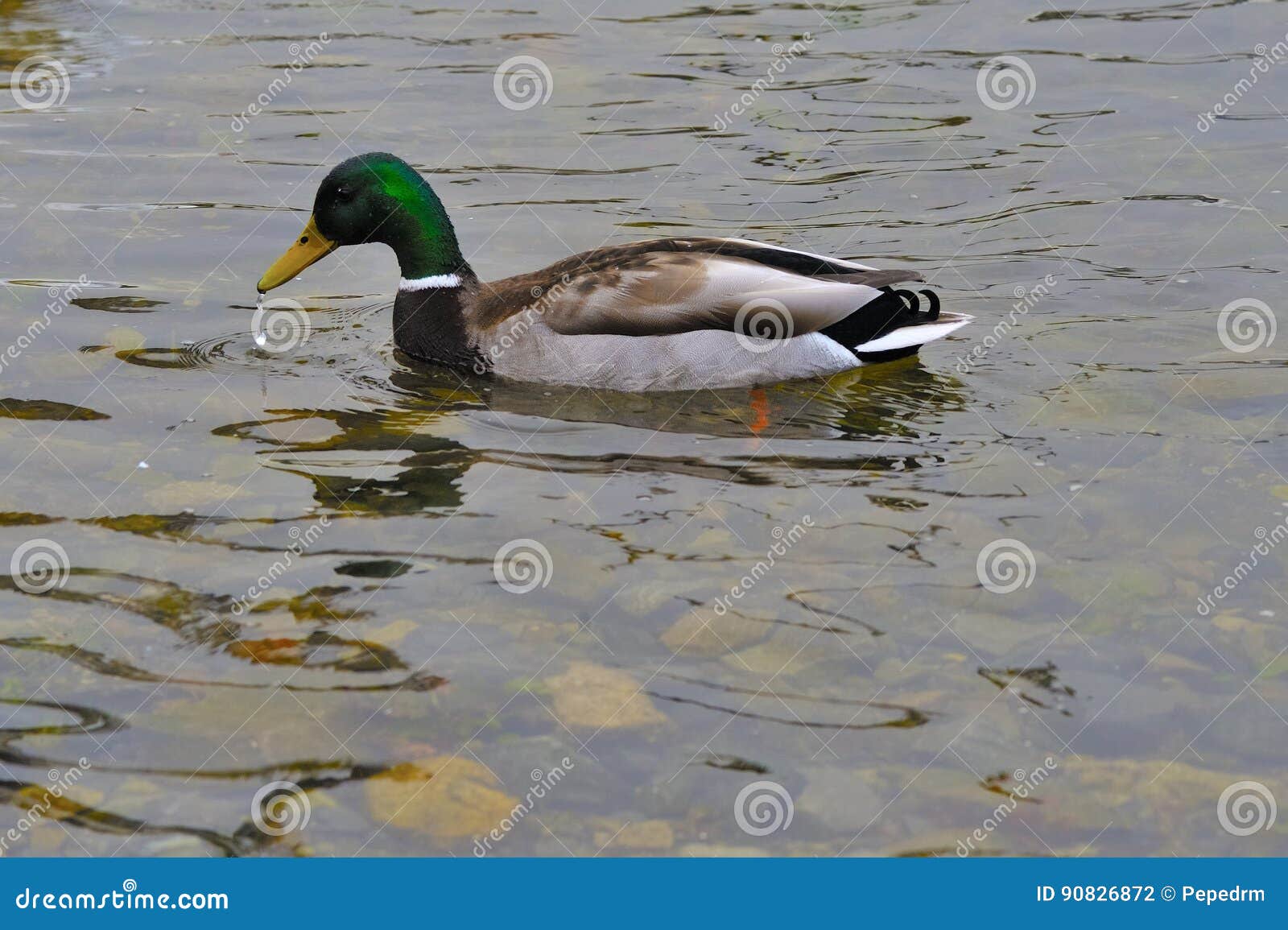 Mallard Duck Drinking Water Stock Photo - Image of anseriformes ...