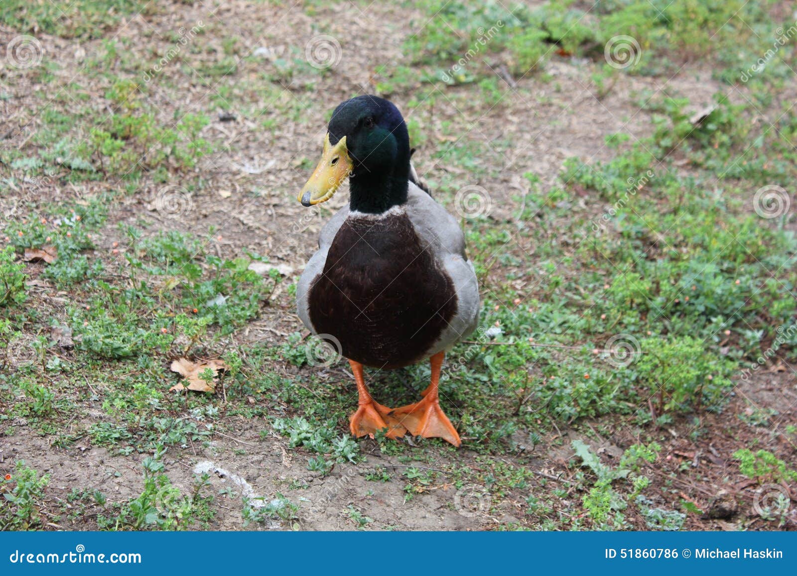 Mallard duck facing camera stock photo. Image of camera - 51860786
