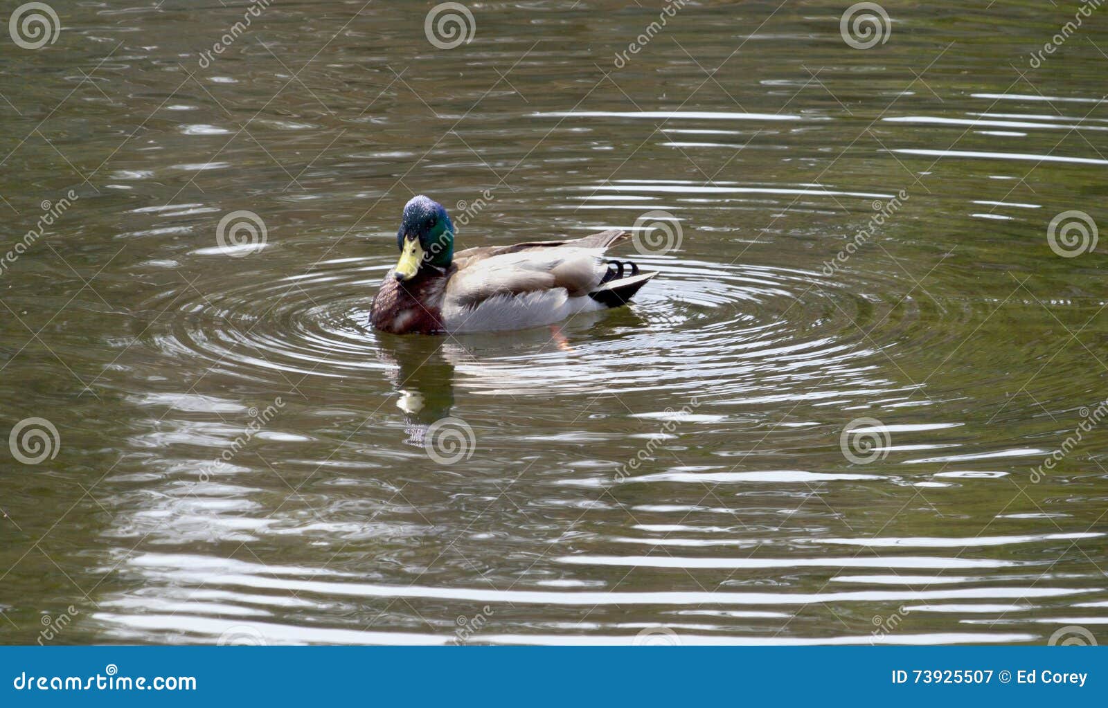 Mallard Duck facing left stock image. Image of head, pond - 73925507