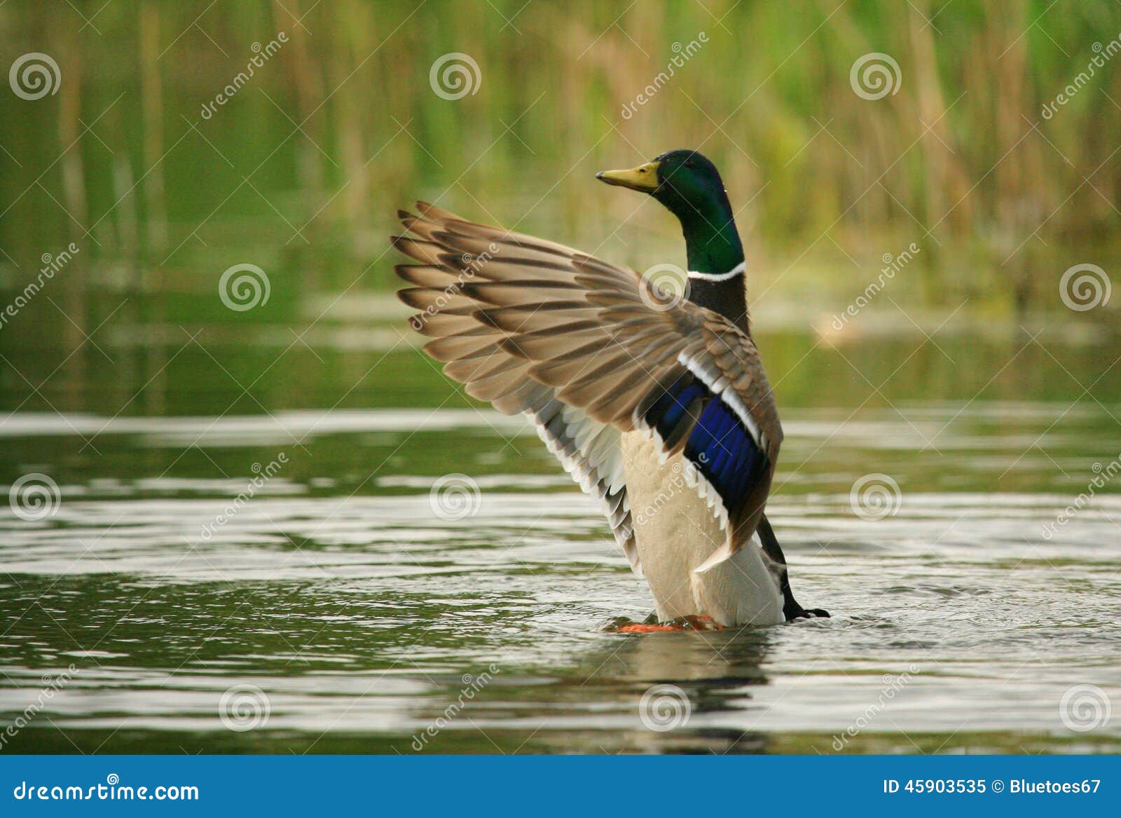 Mallard duck in a flap stock image. Image of mallard - 45903535