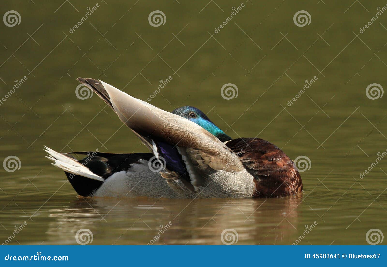 Mallard duck in a flap stock image. Image of hiding, wilderness - 45903641