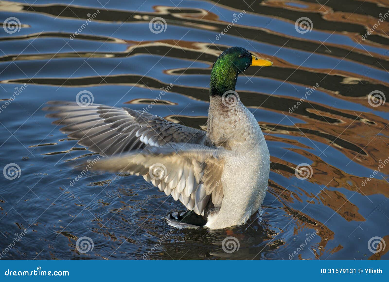 Mallard duck flap its wing stock image. Image of nature - 31579131