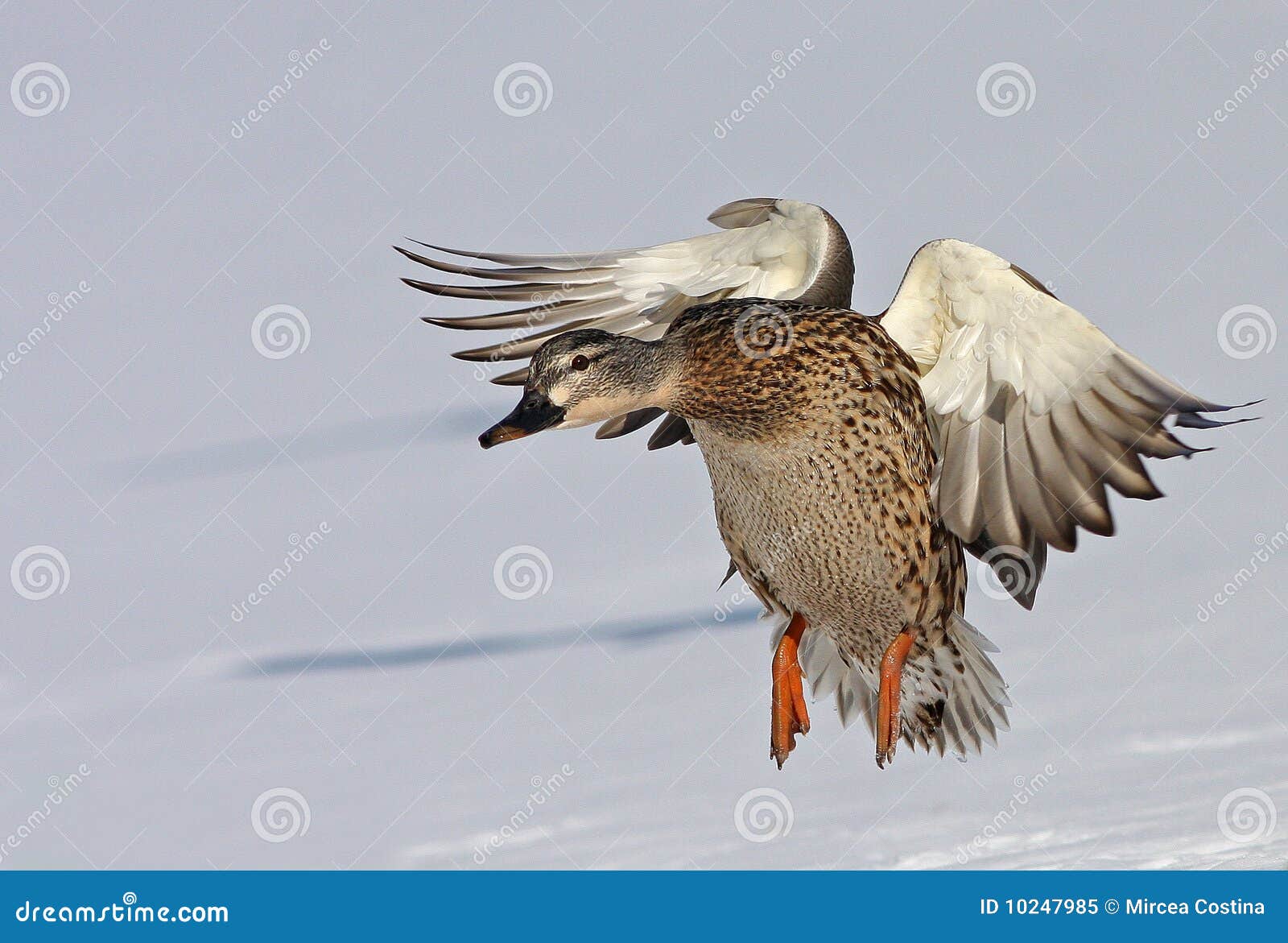 Mallard duck in flight stock image. Image of ducks, scared - 10247985