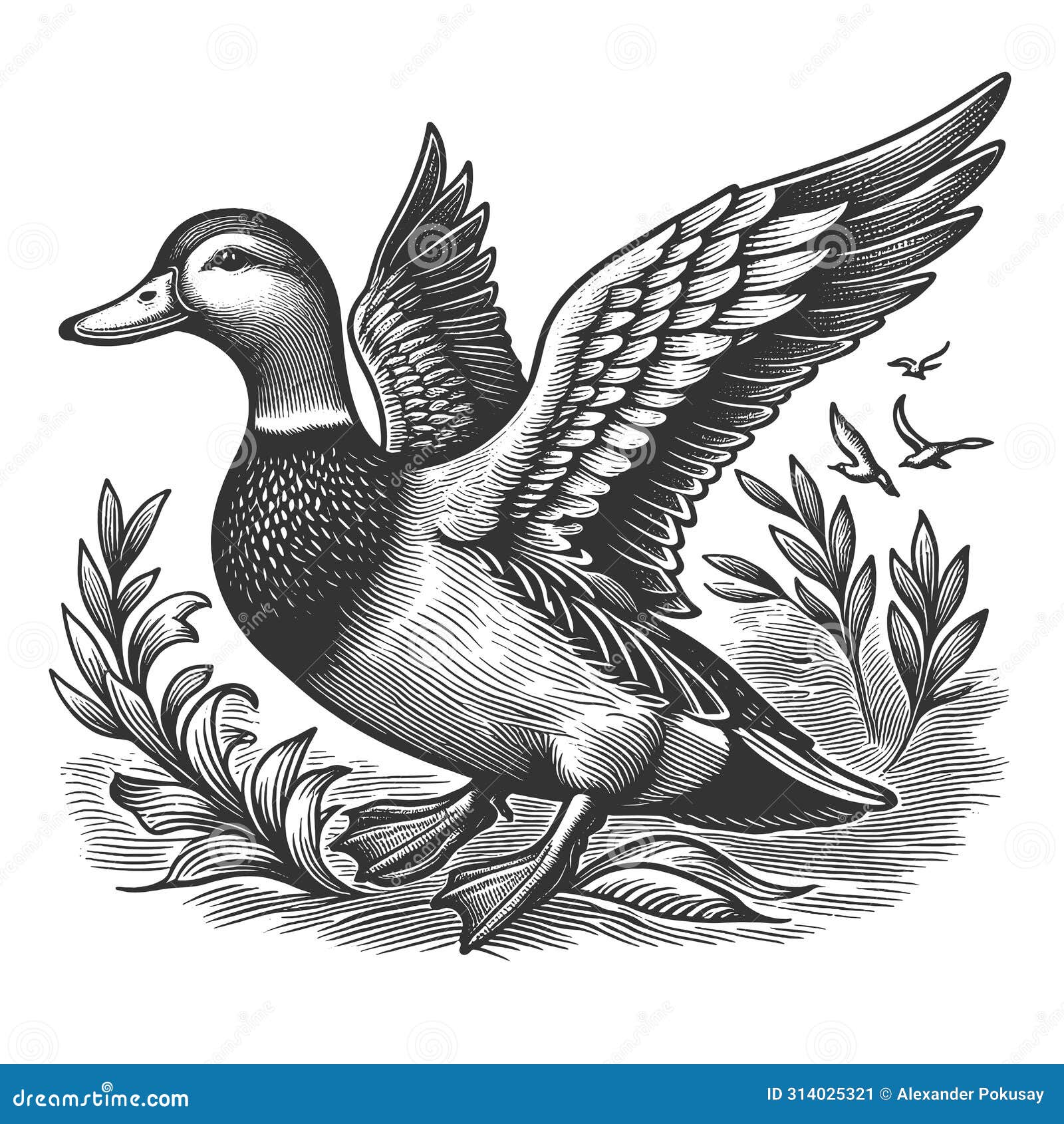 Mallard Duck in Flight Engraving Raster Stock Image - Image of poster ...