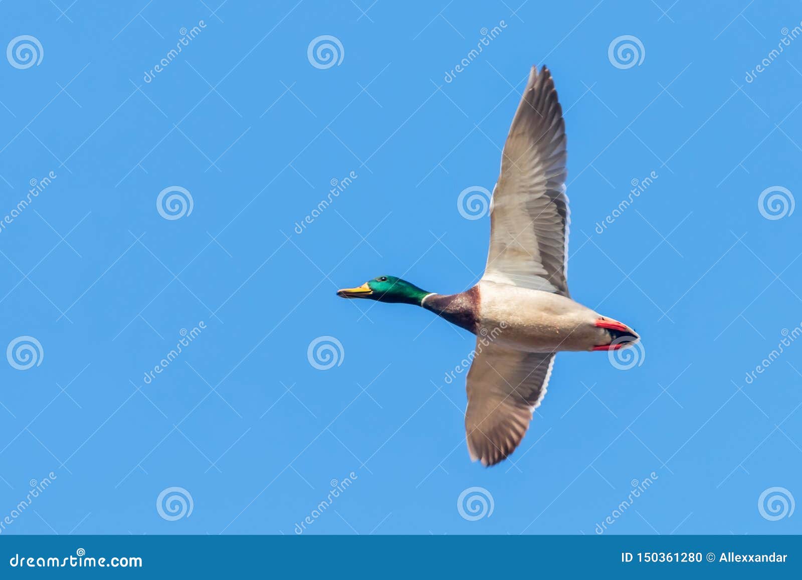 Mallard Duck in Flight, Duck Hunting Season Stock Photo - Image of ...