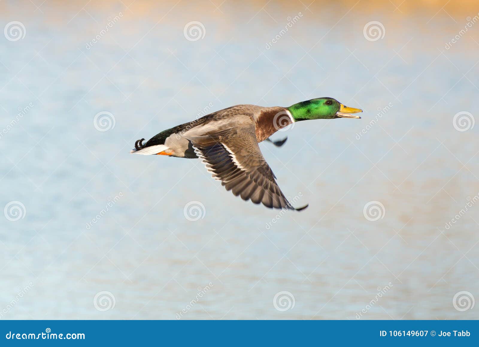 Mallard duck in flight stock image. Image of feathered - 106149607