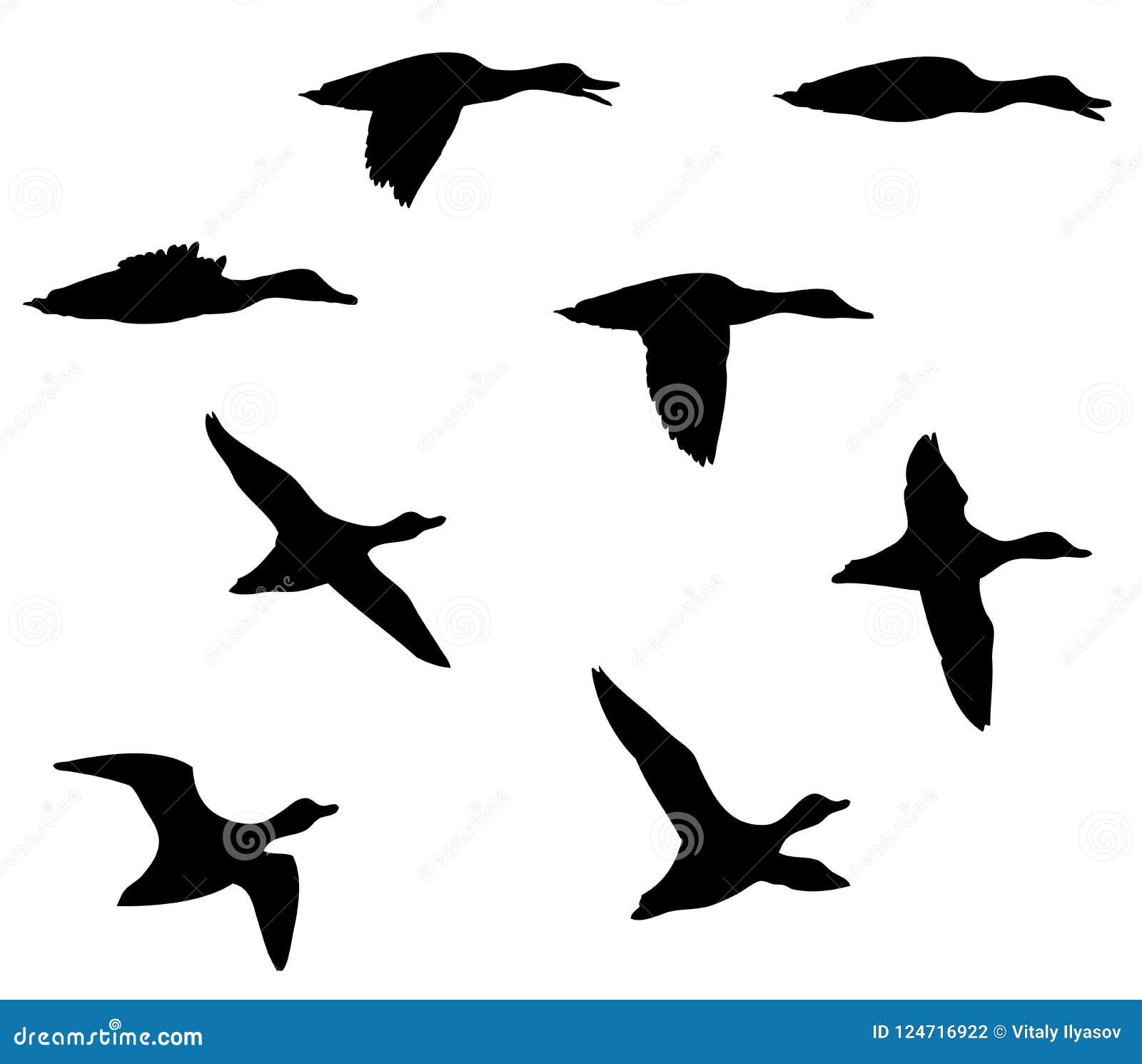 Mallard Duck in the Flight Silhouettes Set Stock Vector - Illustration ...