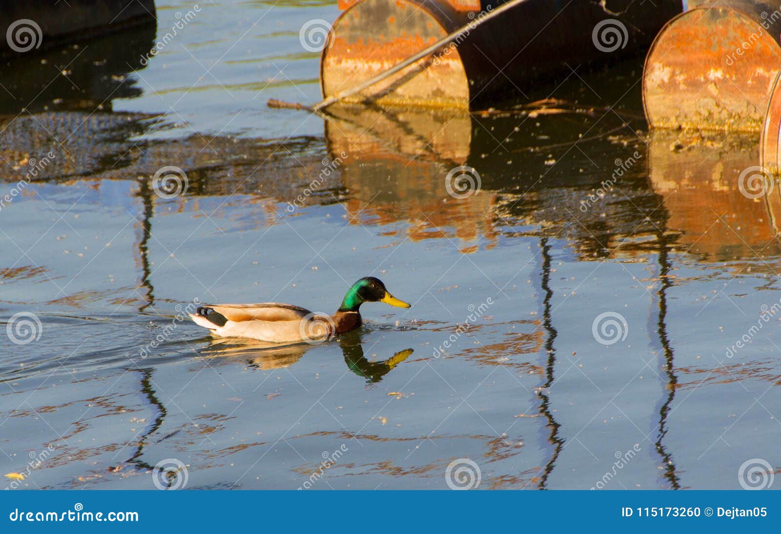Duck Mallard in pond stock photo. Image of pair, eating - 115173260