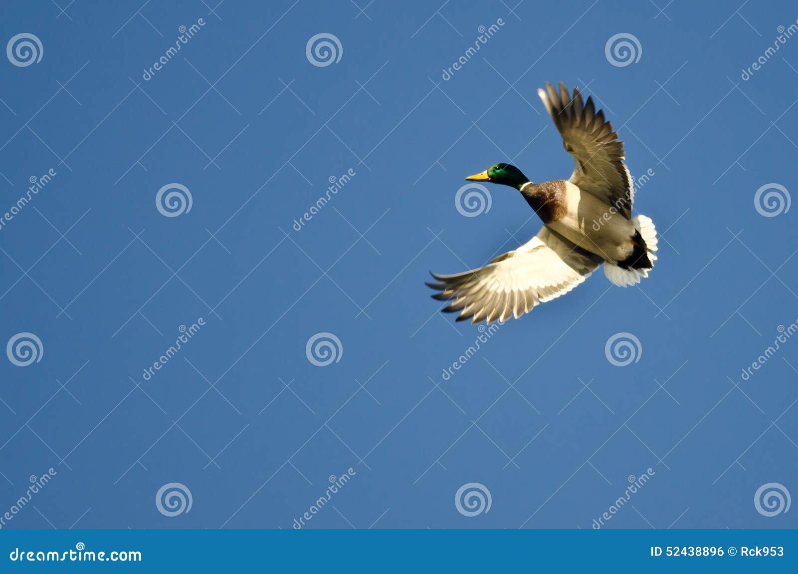 Mallard Duck Flying Alone in the Blue Sky Stock Photo - Image of ...