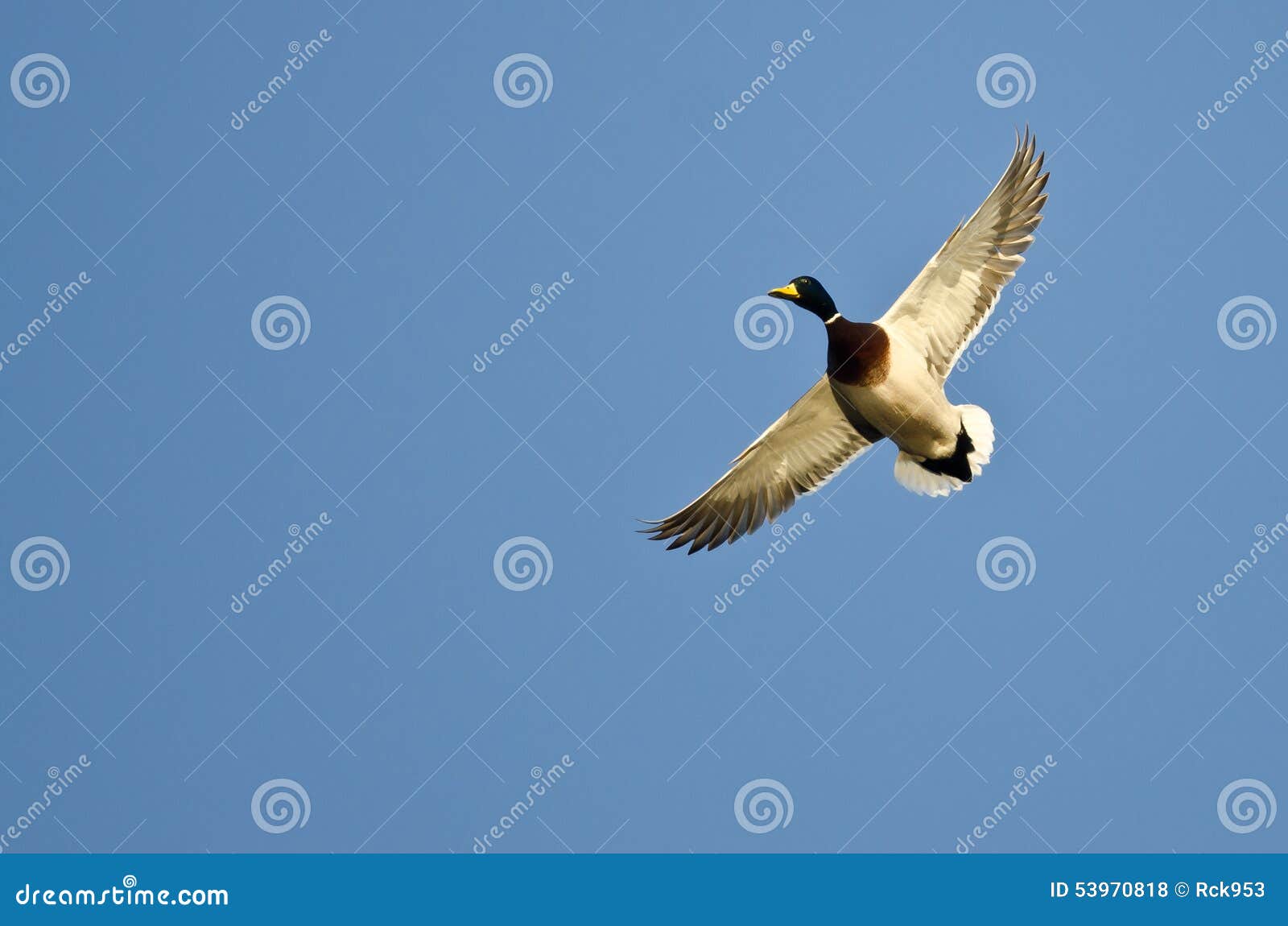 Mallard Duck Flying Alone in the Blue Sky Stock Photo - Image of alone ...