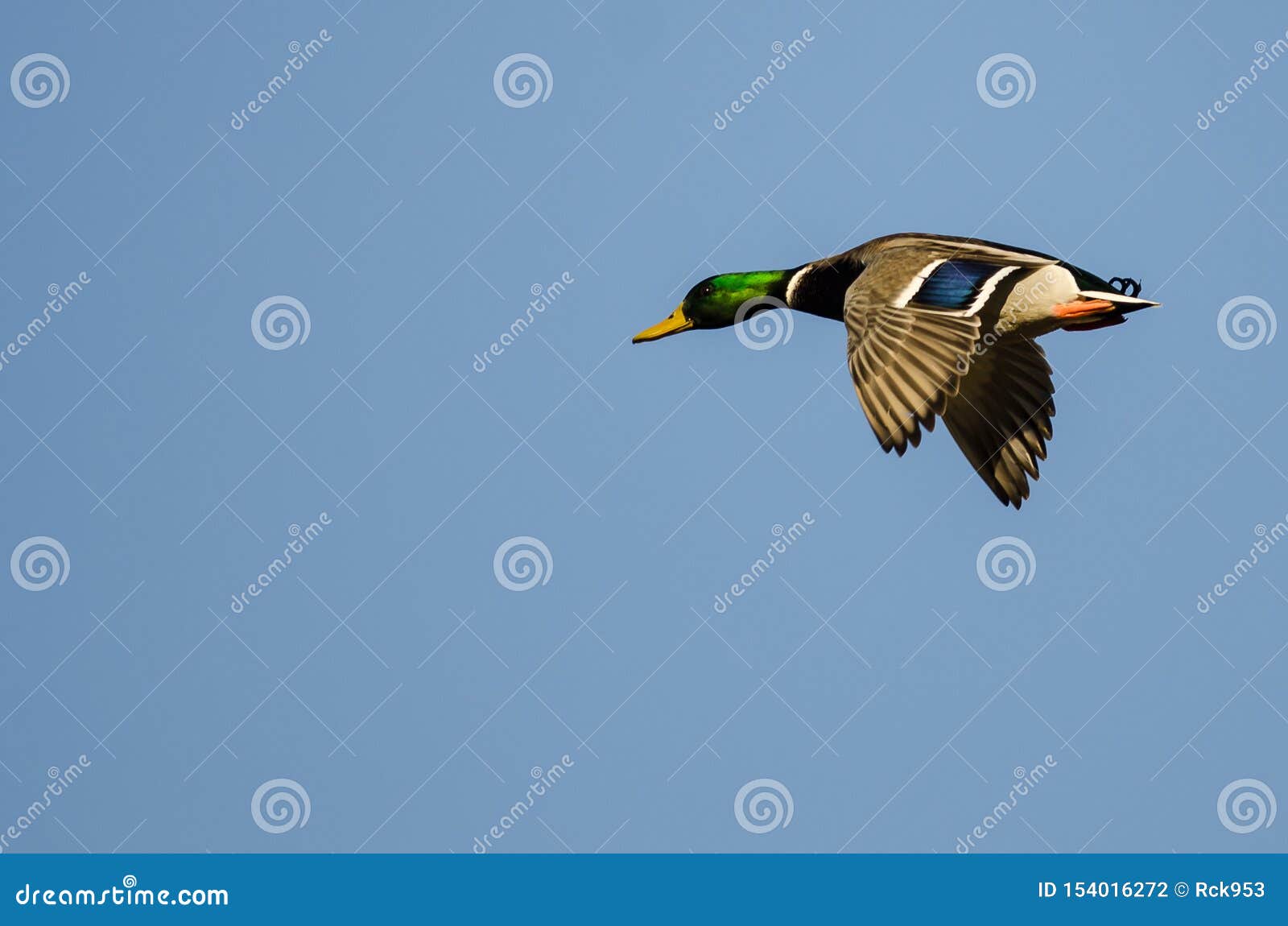 Mallard Duck Flying in a Blue Sky Stock Photo - Image of flight ...