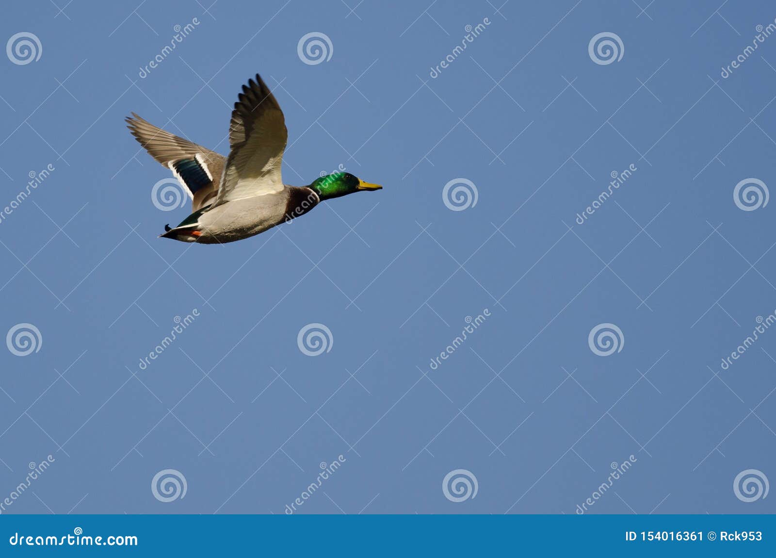 Mallard Duck Flying in a Blue Sky Stock Image - Image of head, wildlife ...