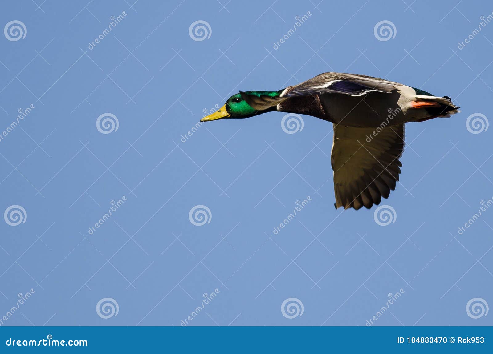 Mallard Duck Flying in a Blue Sky Stock Photo - Image of aquatic, bird ...