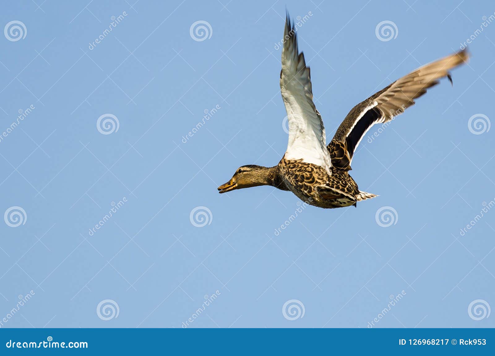 Mallard Duck Flying in a Blue Sky Stock Image - Image of nature ...