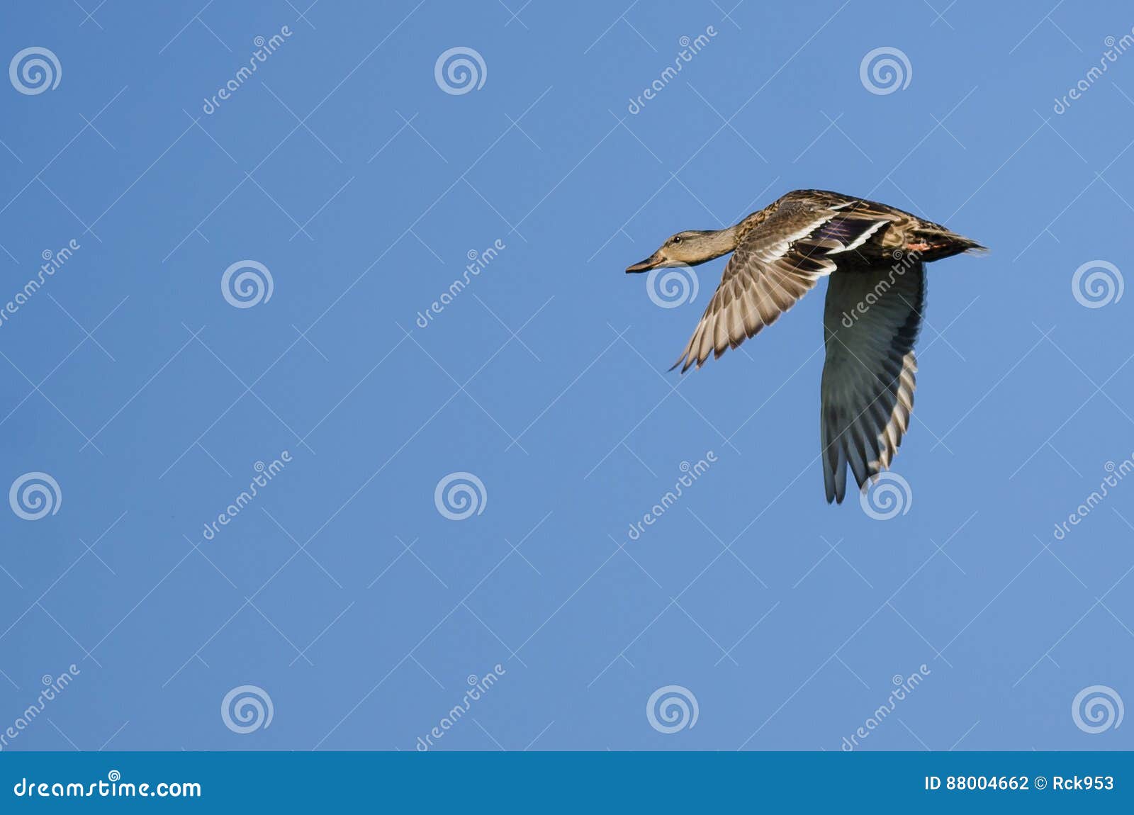 Mallard Duck Flying in a Blue Sky Stock Photo - Image of waterfowl ...